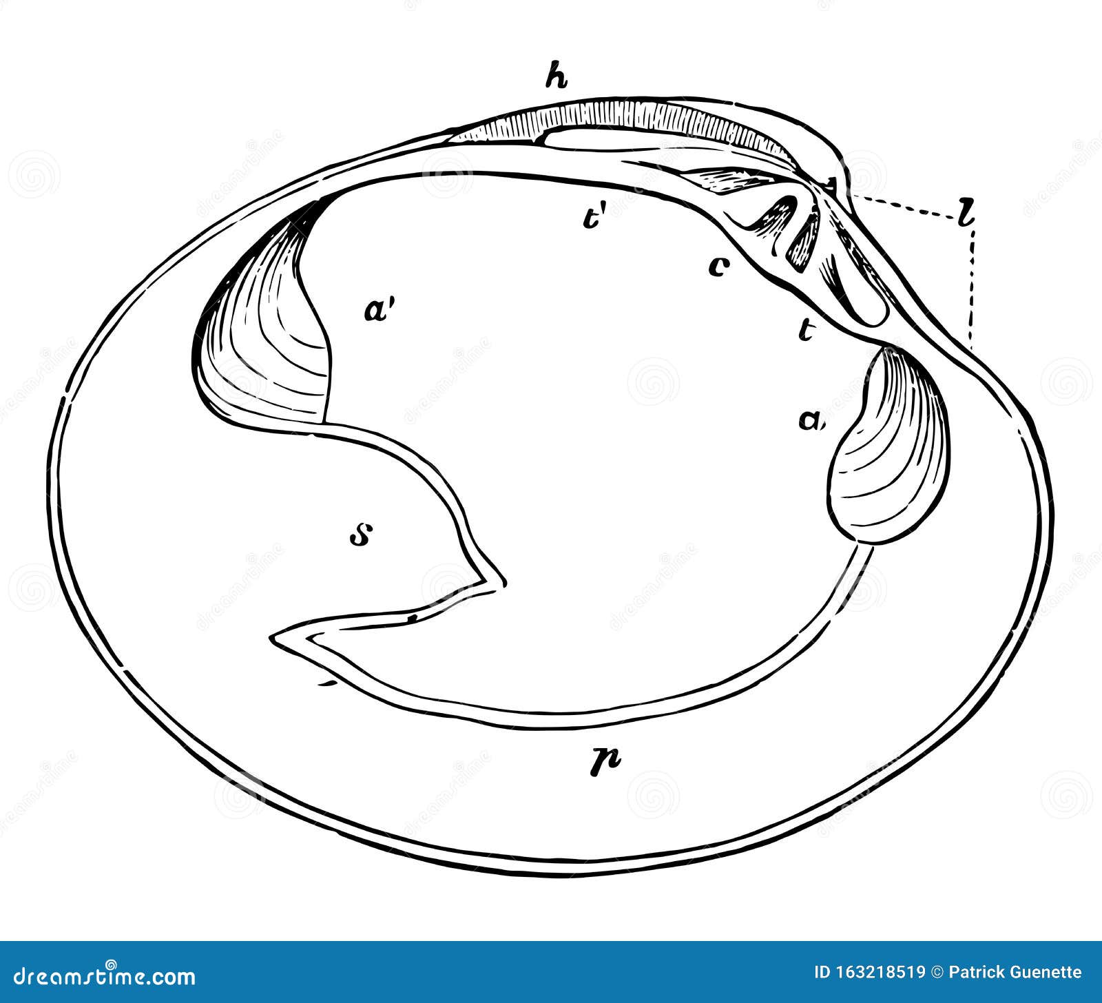 Clamshell Line Drawing Stock Illustrations – 11 Clamshell Line Drawing ...