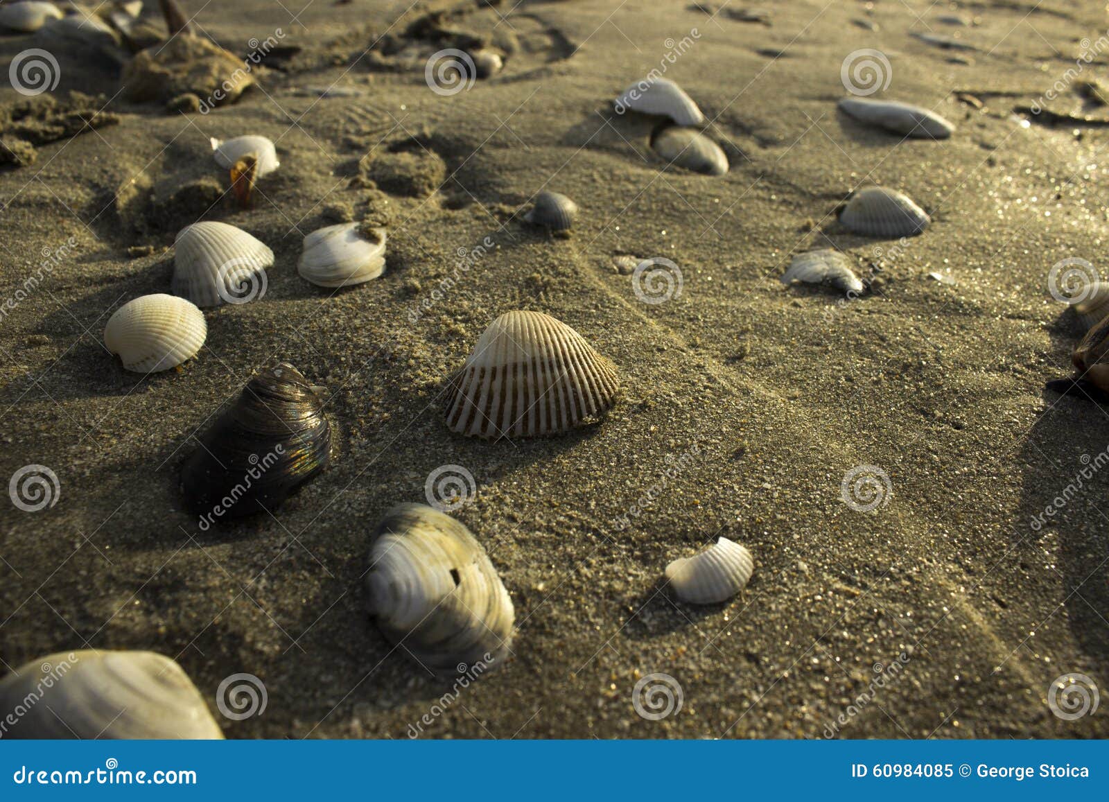 Clamshells on the beach stock image. Image of clamshells - 60984085