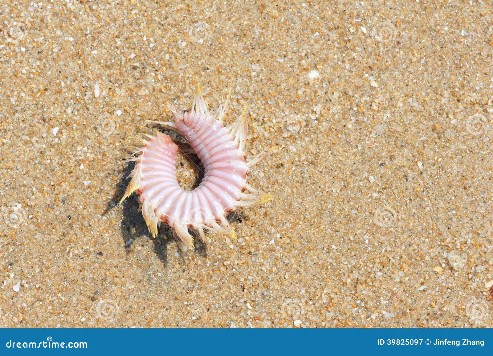 Clamworm immagine stock. Immagine di chiusura, verme - 39825097