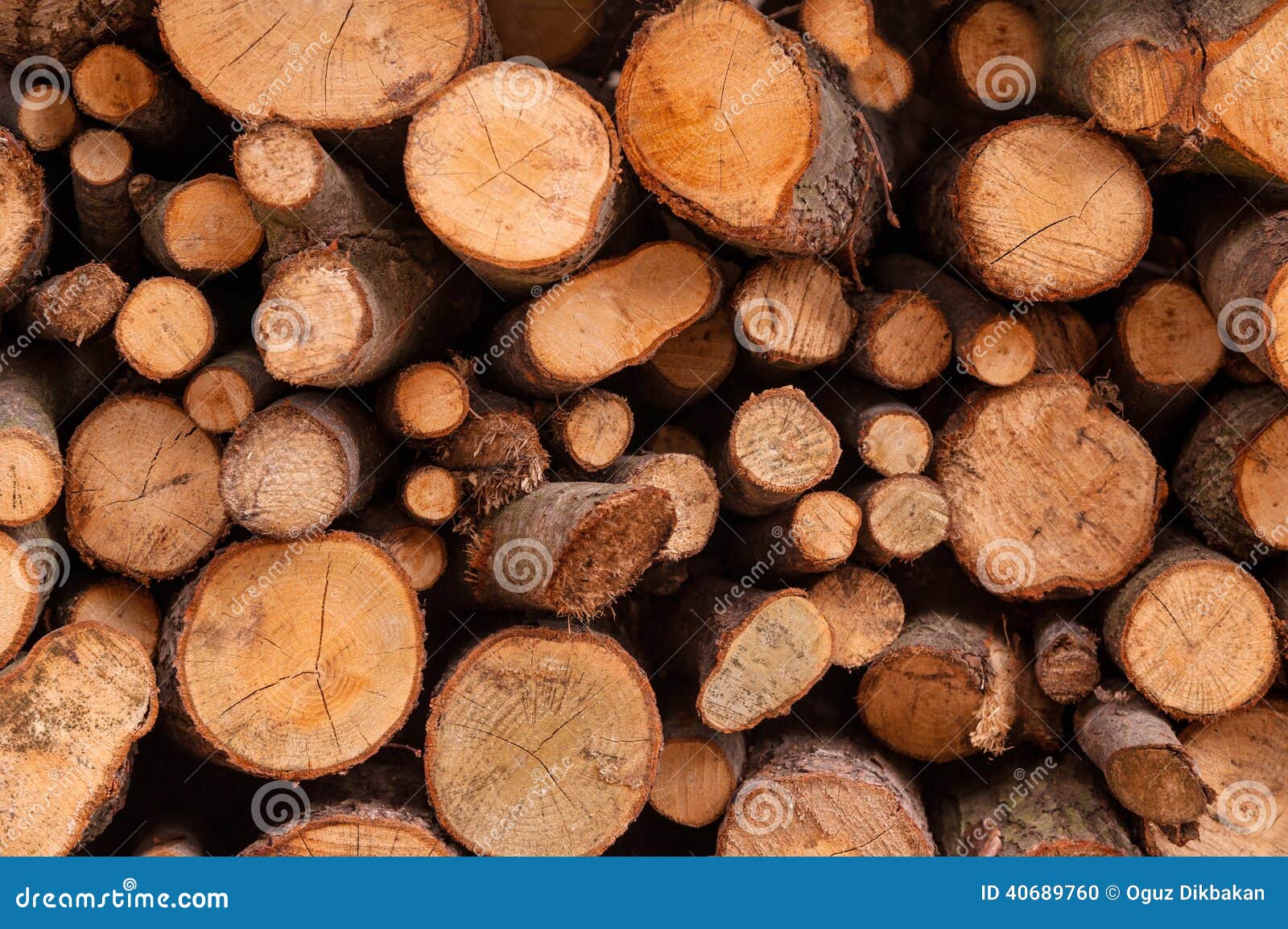 Clannish Young Fresh Cut Arranged Firewood Timber Lumber Stock Photo ...