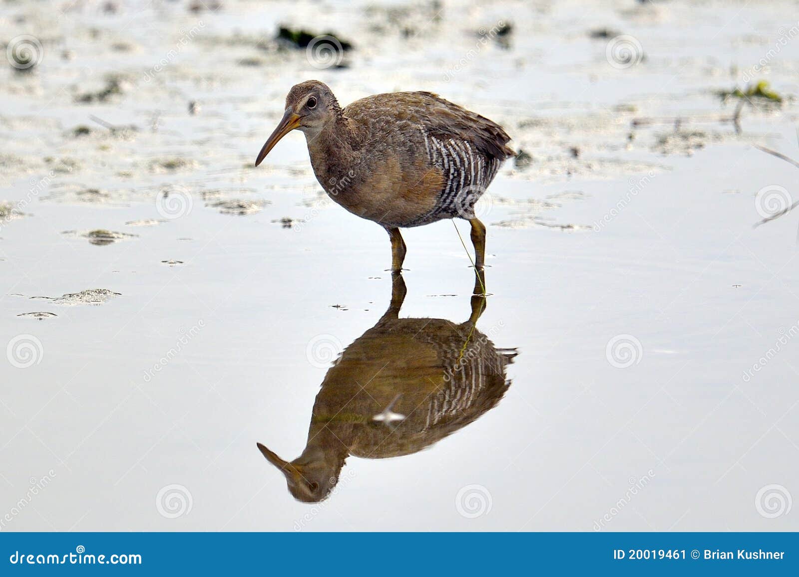 Clapper Rail stock image. Image of tidal, salt, rallus - 20019461