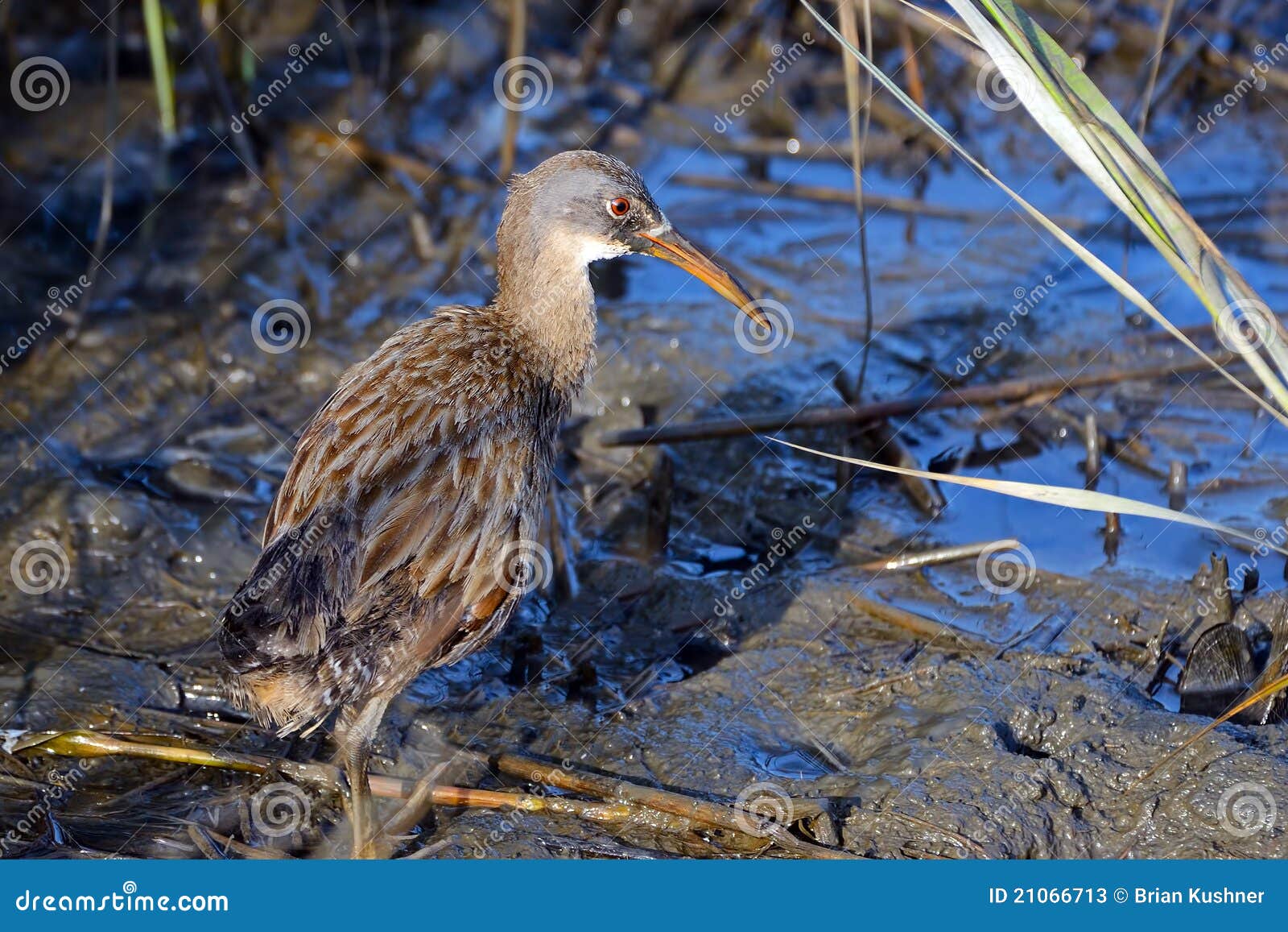 Clapper Rail stock image. Image of tidal, salt, splashing - 21066713