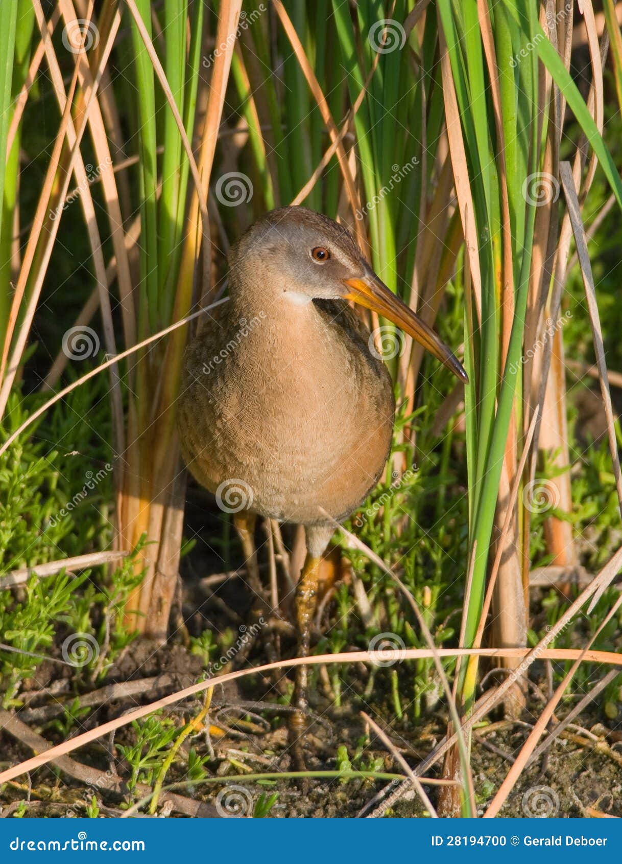Clapper Rail stock photo. Image of standing, cattails - 28194700