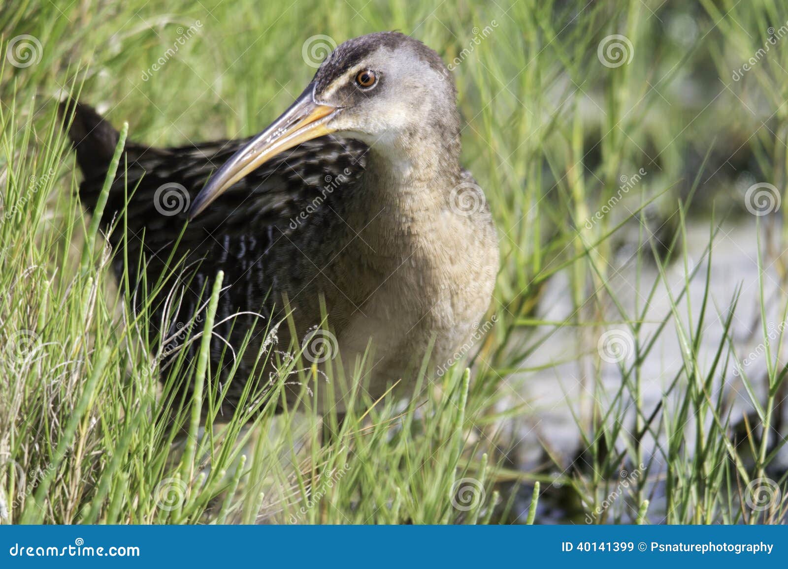 Clapper rail stock image. Image of water, birds, wading - 40141399