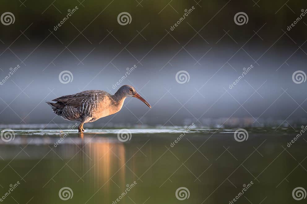 Clapper Rail at the Shore of a Sea Stock Photo - Image of wilderness ...