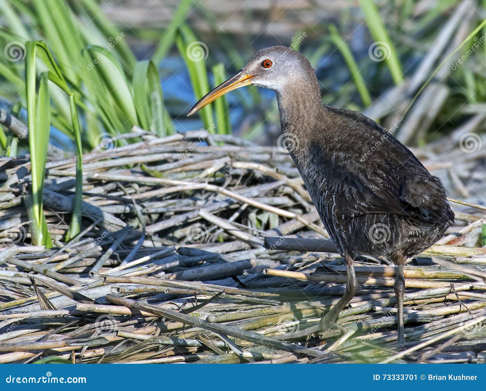 Clapper Rail stock image. Image of shore, marsh, walking - 73333701