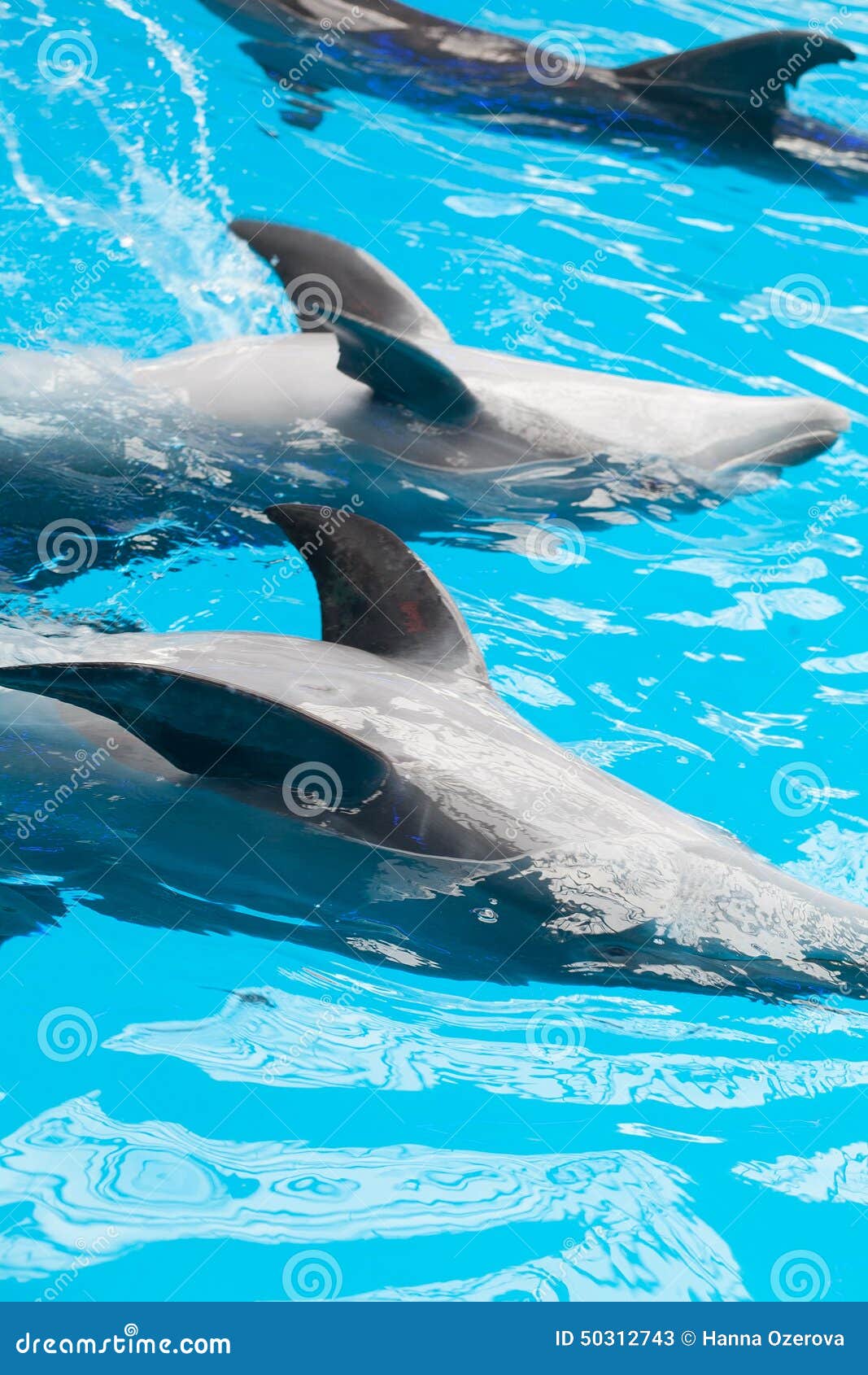 Clapping dolphins stock image. Image of bottlenose, dolphinarium - 50312743