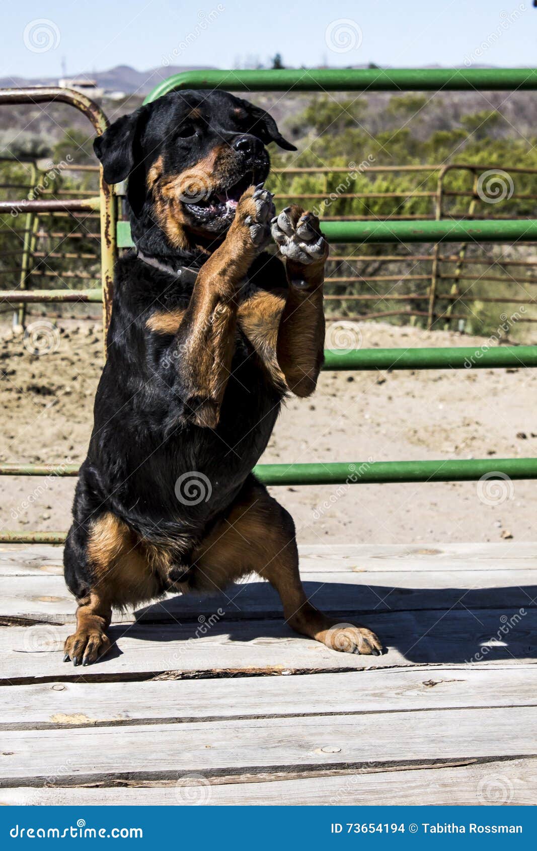 Clapping Dog Stock Photos - Free & Royalty-Free Stock Photos from ...