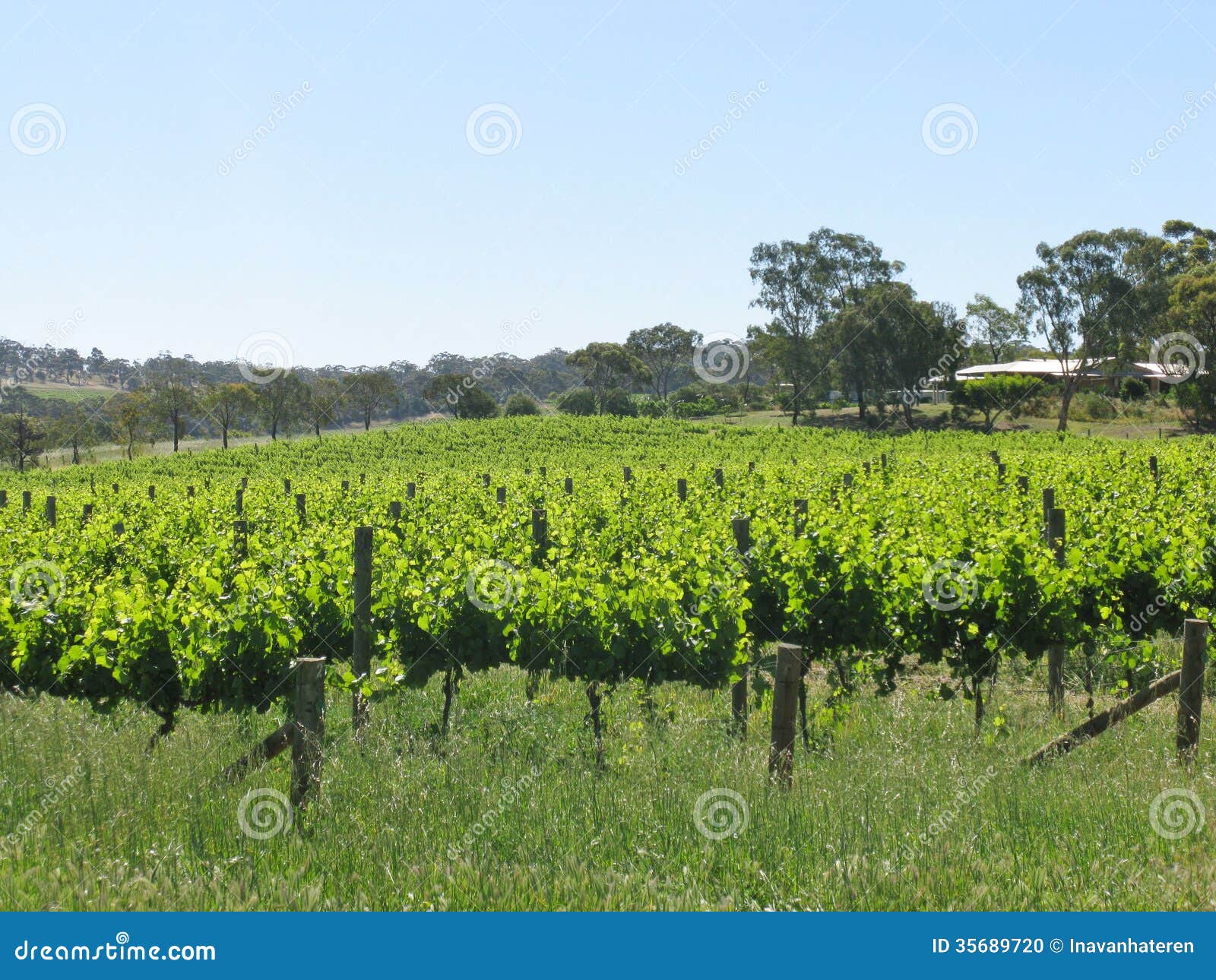 Clare Valley in South Australia Stock Photo - Image of outside, winery ...