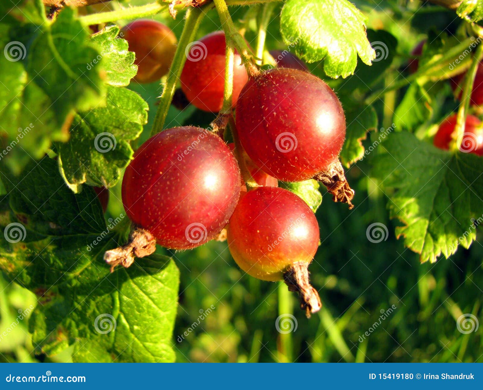 Claret berries stock photo. Image of pleasant, summer - 15419180