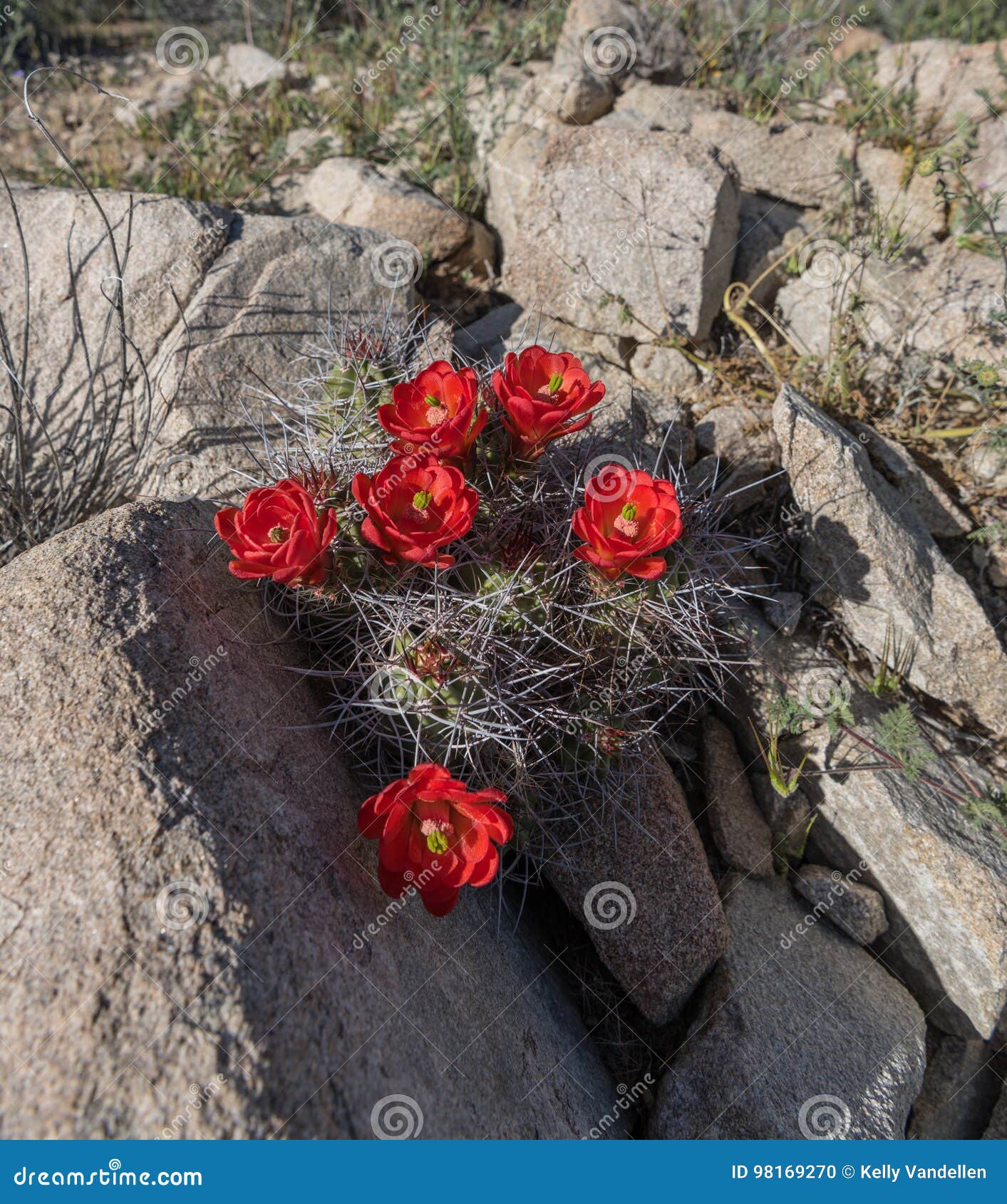 Desert Red Rocks Erosion Trees Collage Royalty-Free Stock Image ...