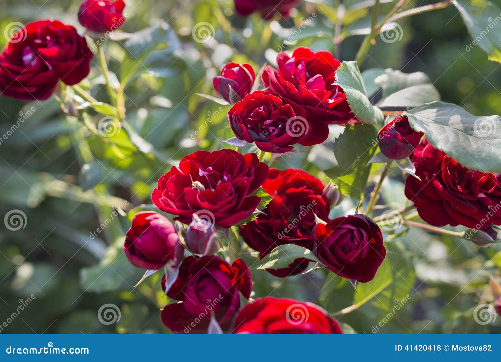Claret rose bush stock photo. Image of spring, claret - 41420418