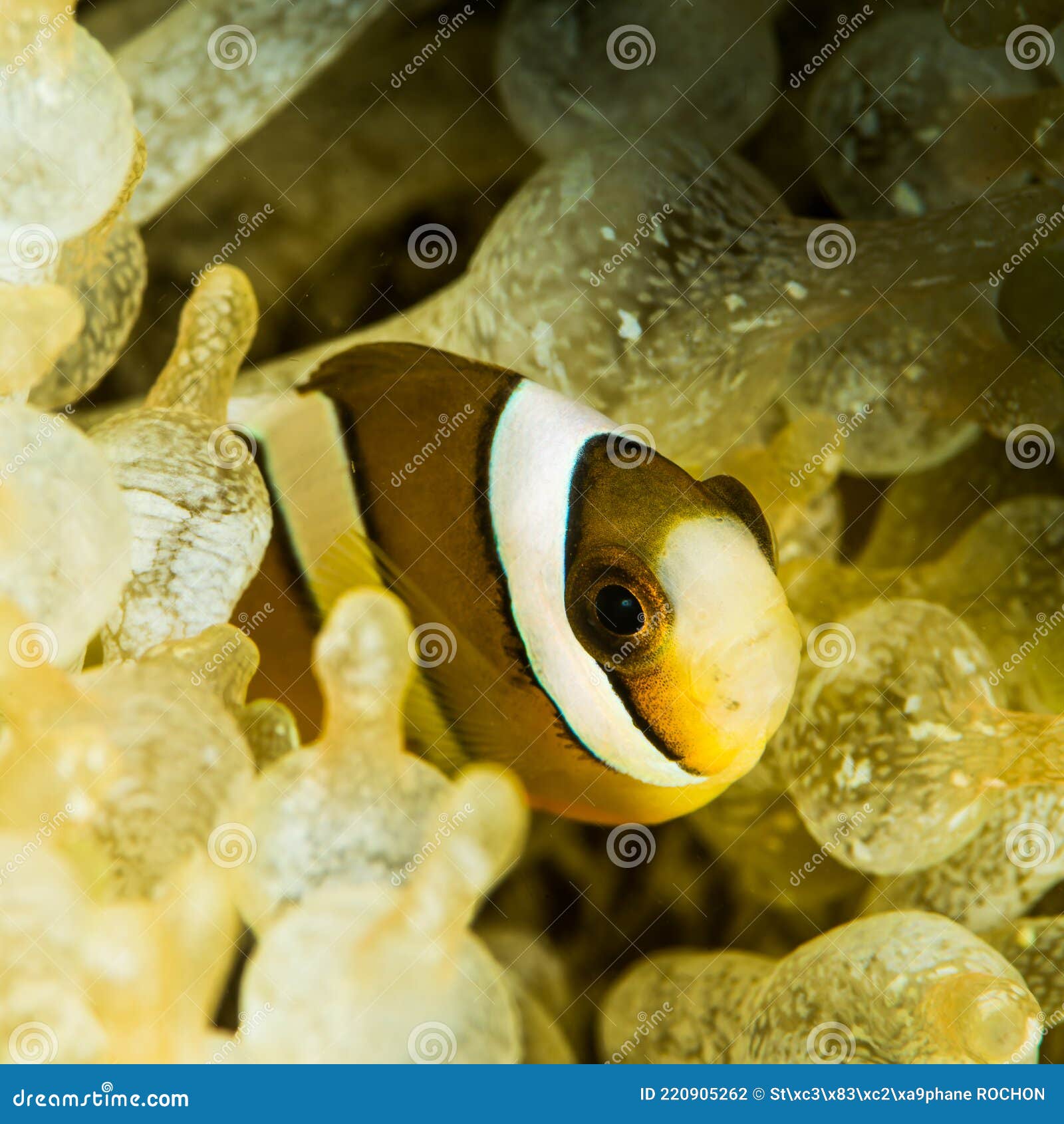 Clark Anemonefish Clownfish Stock Photo - Image of clownfish ...