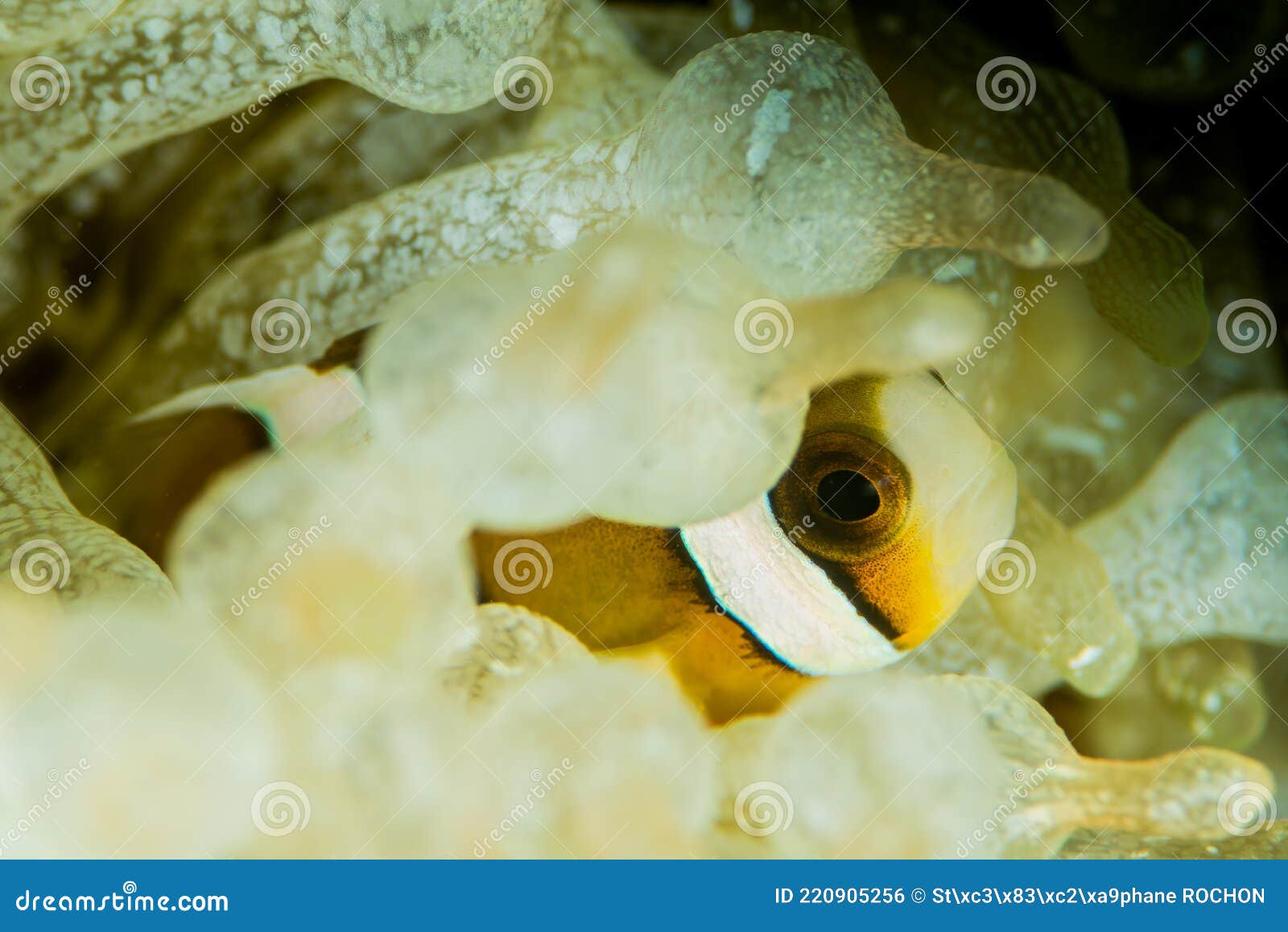 Clark anemonefish clownish stock photo. Image of anemone - 220905256