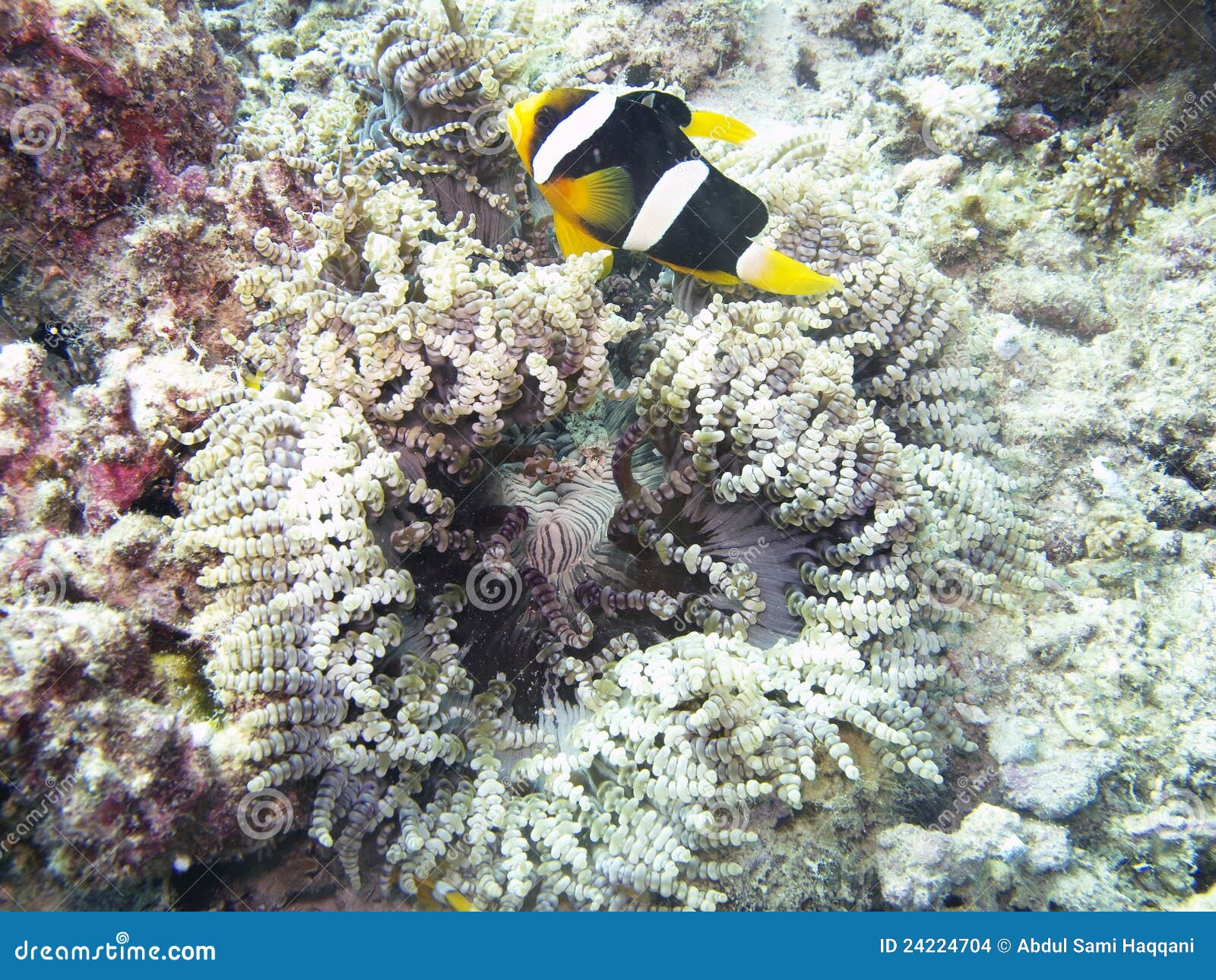 Clark S Anemonefish (Amphiprion Clarkii) Stock Photo - Image of clown ...