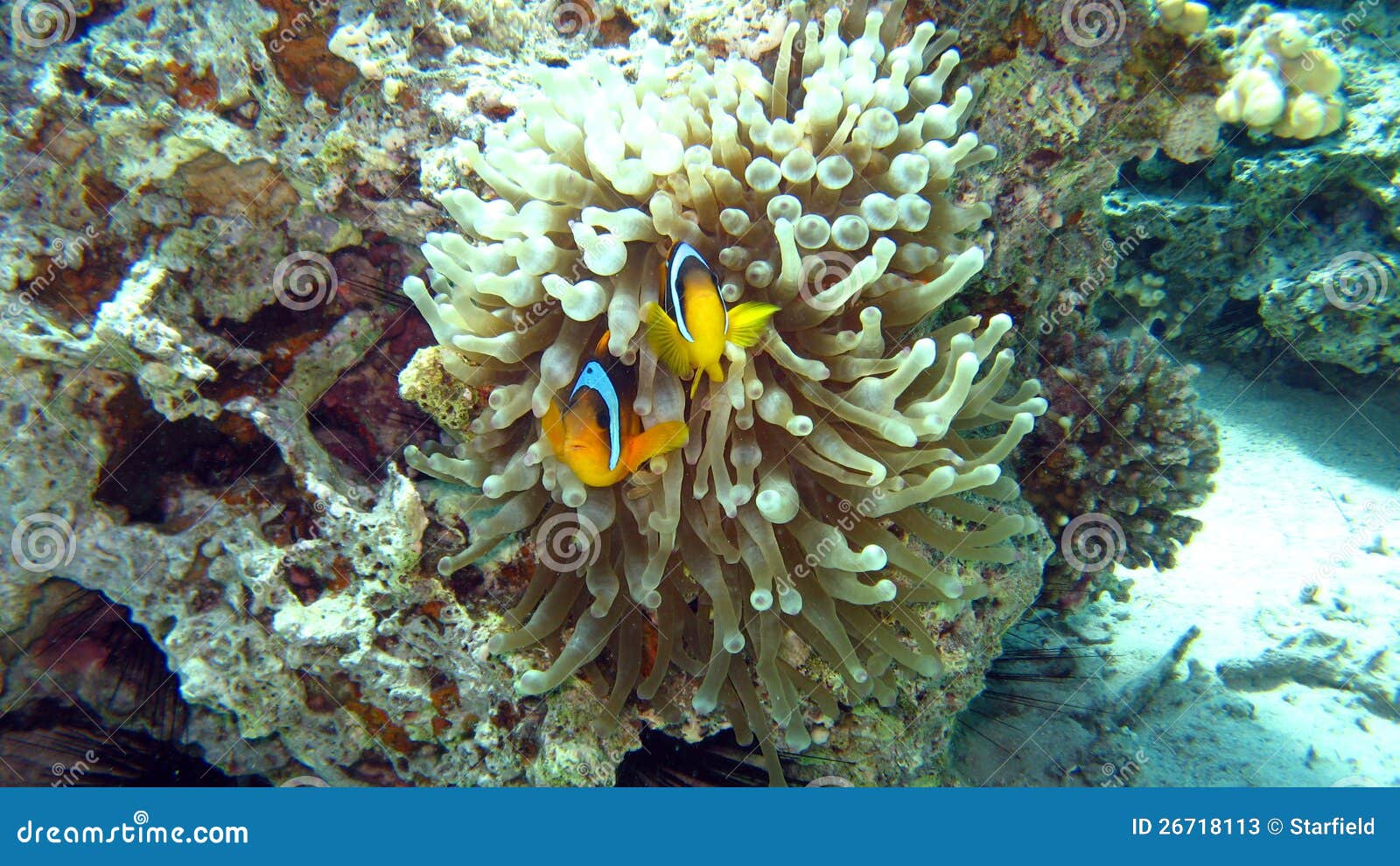 Clark S Anemonefish or Clownfish in the Red Sea Stock Image - Image of ...