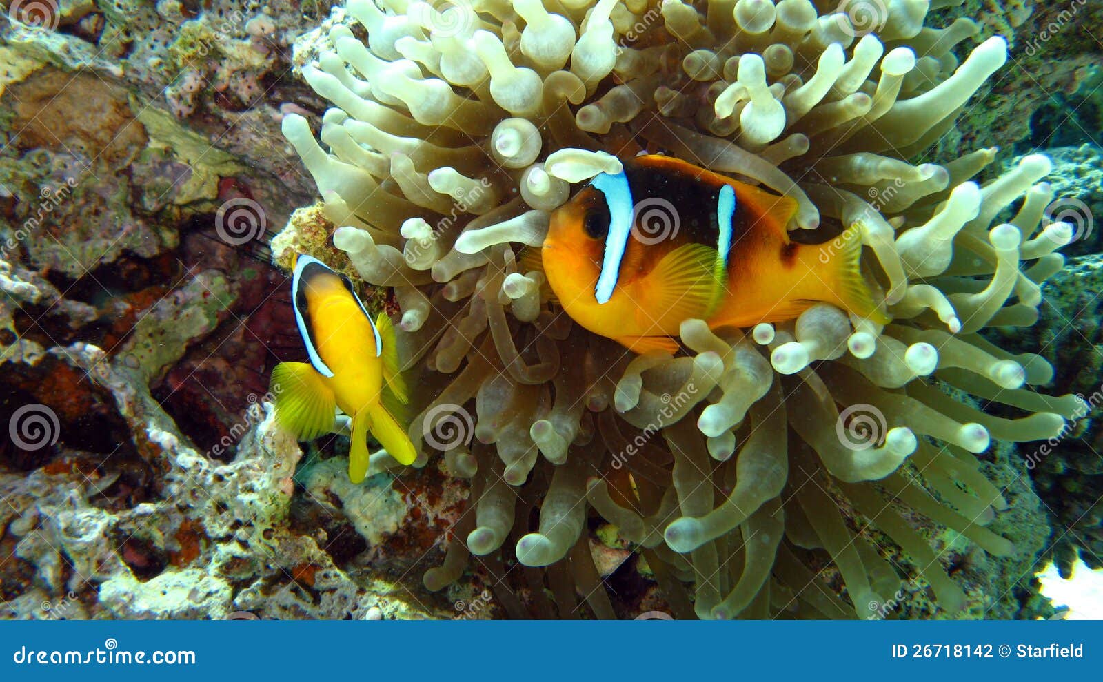 Clark S Anemonefish or Clownfish in the Red Sea Stock Photo - Image of ...