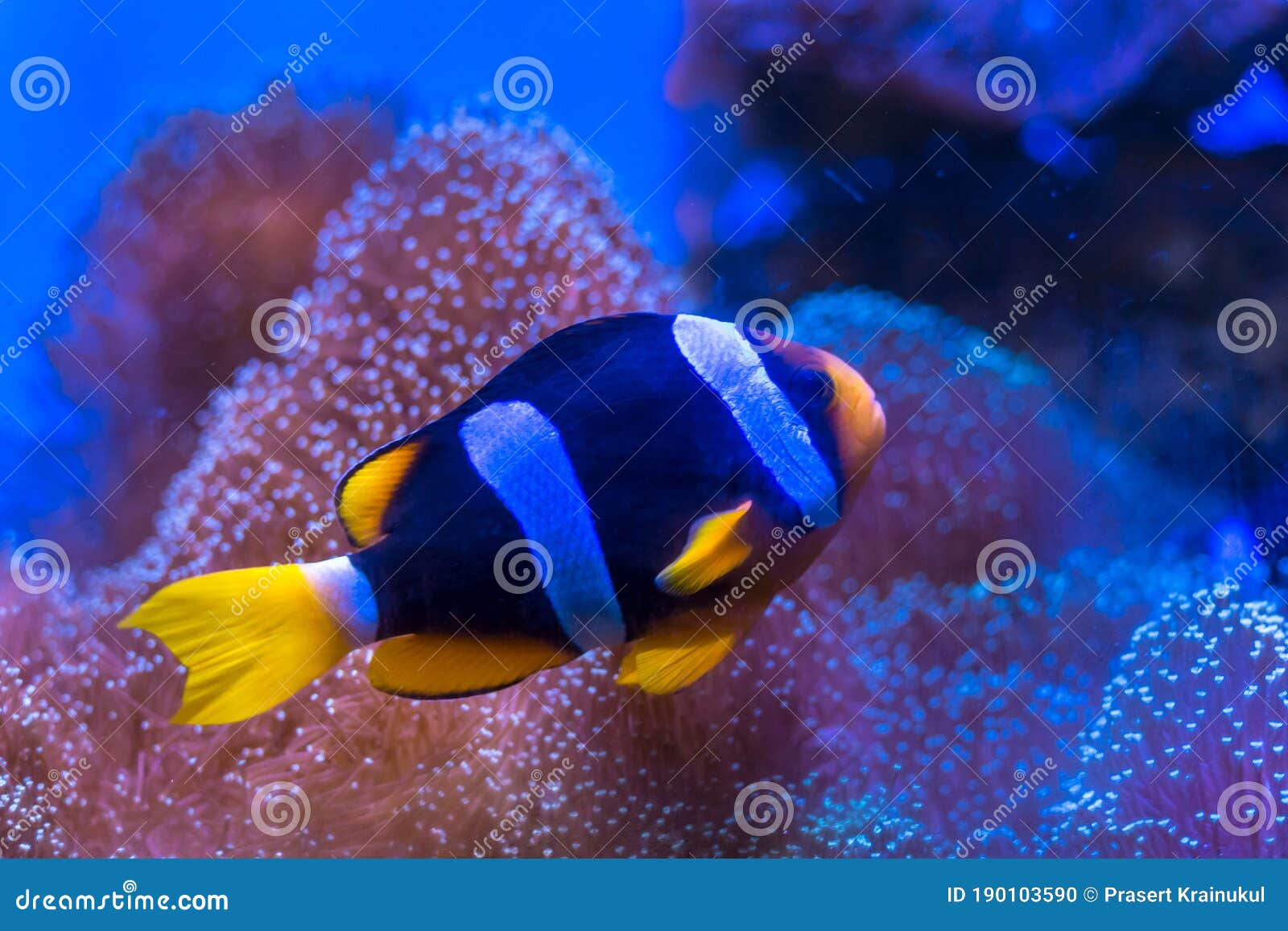 Clark`s Anemonefish, Yellowtail Clownfish Stock Photo - Image of ...