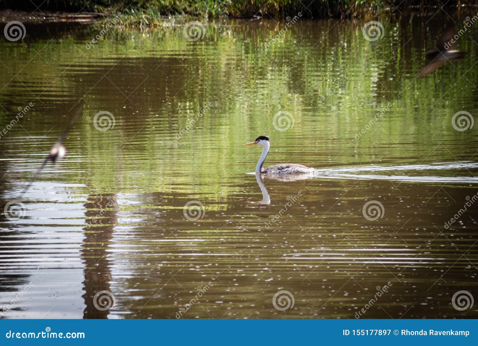 Clark`s Grebe Surfaces on Lake Stock Image - Image of flying, amazingly ...