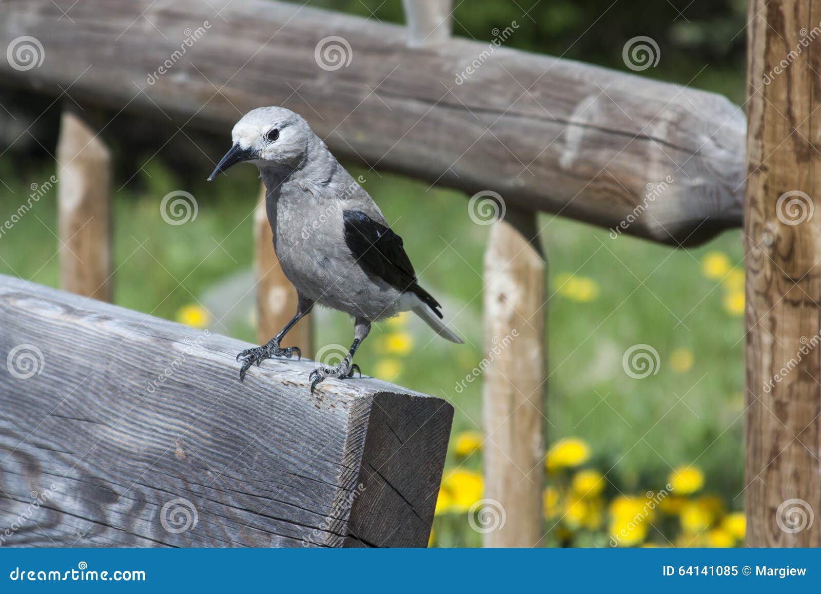Clark s Nutcracker stock image. Image of magpies, pinebark - 64141085