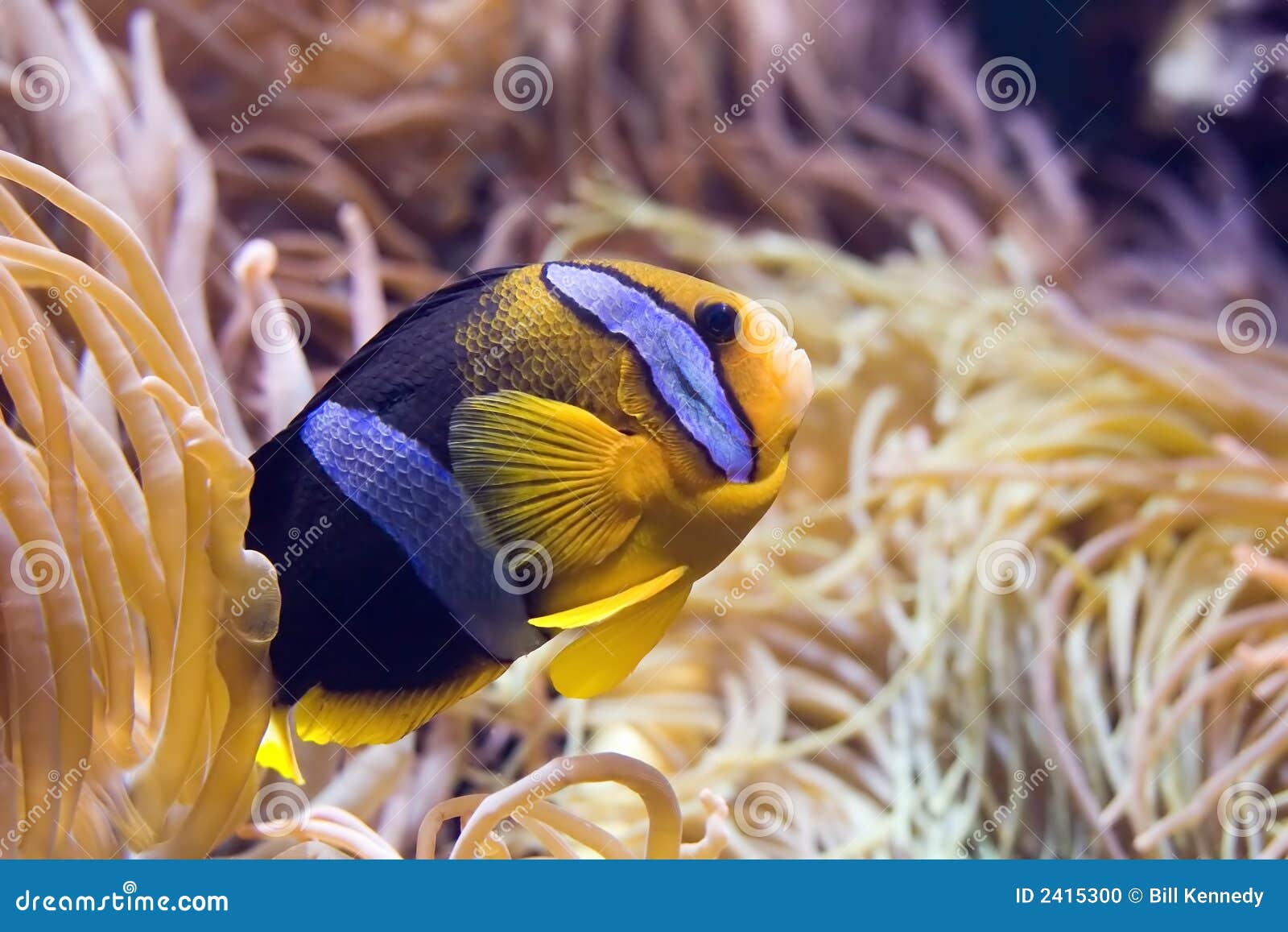 Clarkii Clownfish stock photo. Image of clarkii, amphiprion - 2415300