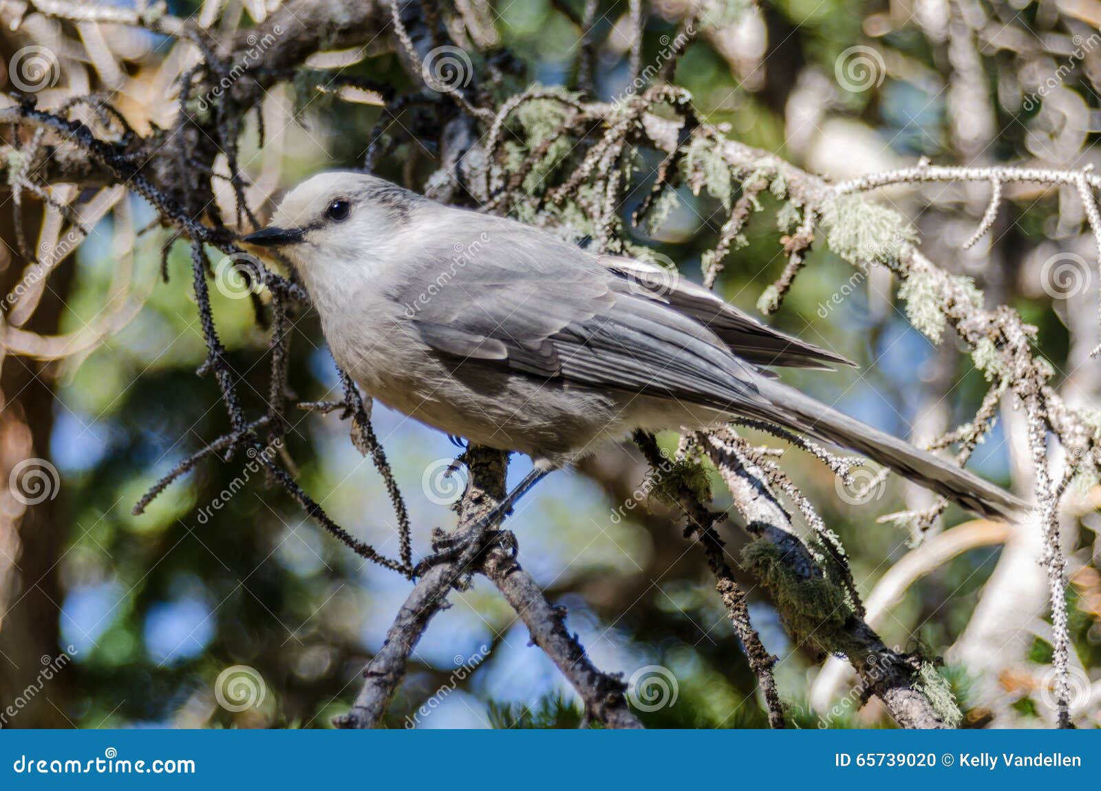 Clarks Nutcracker in Tree stock photo. Image of avian - 65739020