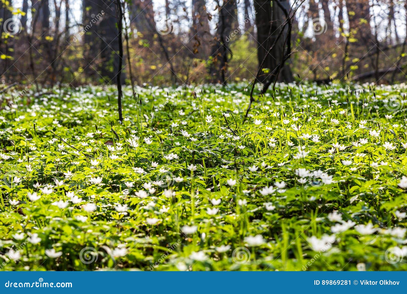 Claro En El Bosque Con Las Flores Blancas Imagen de archivo - Imagen de ...