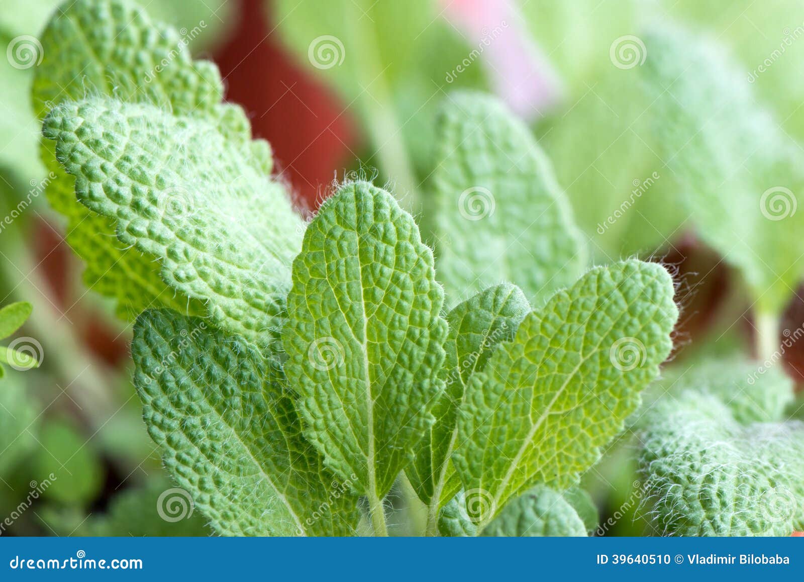 Clary Sage stock photo. Image of tasty, medicinal, sweet - 39640510