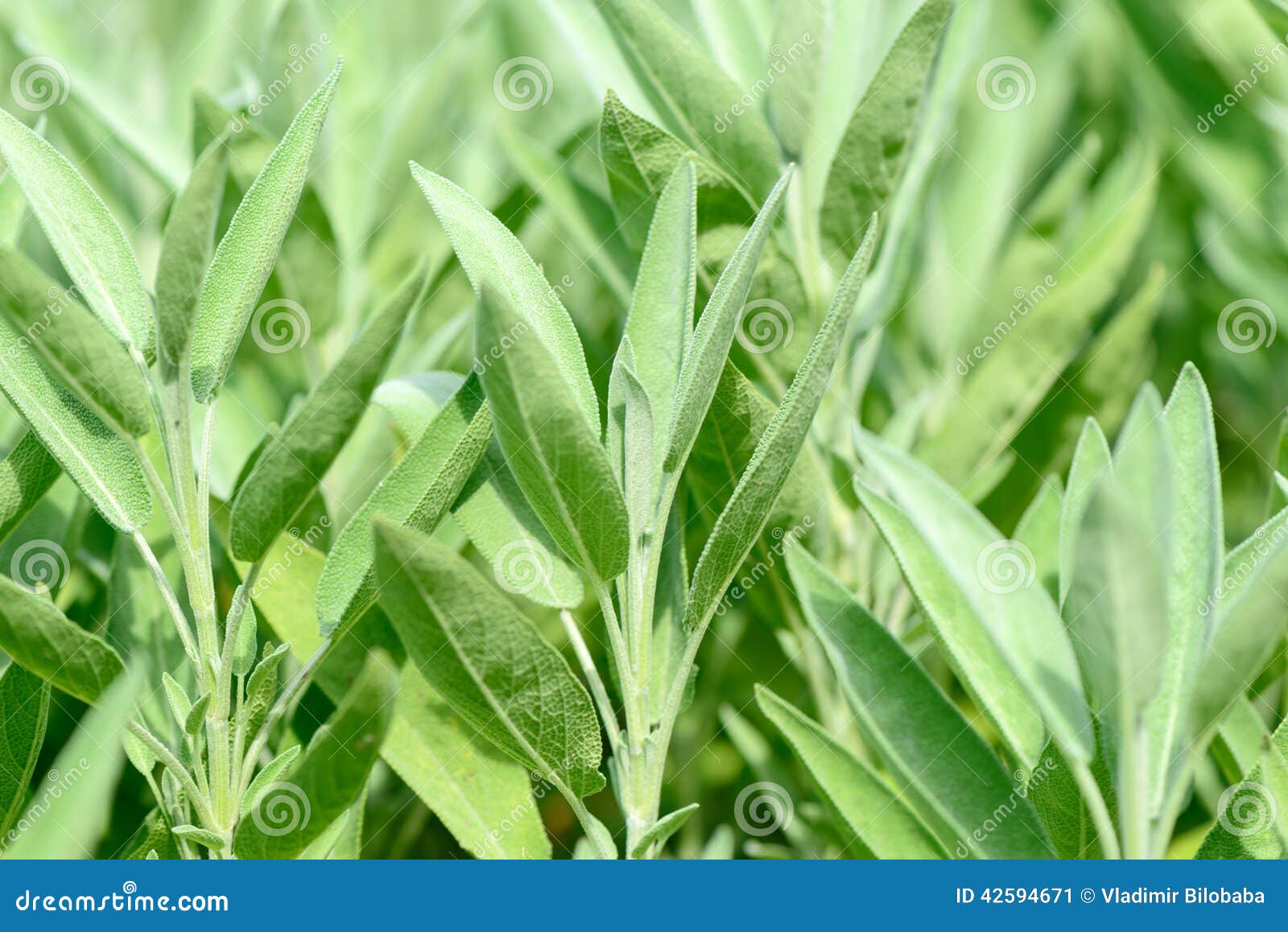 Clary Sage stock image. Image of tasty, herb, sweet, sage - 42594671