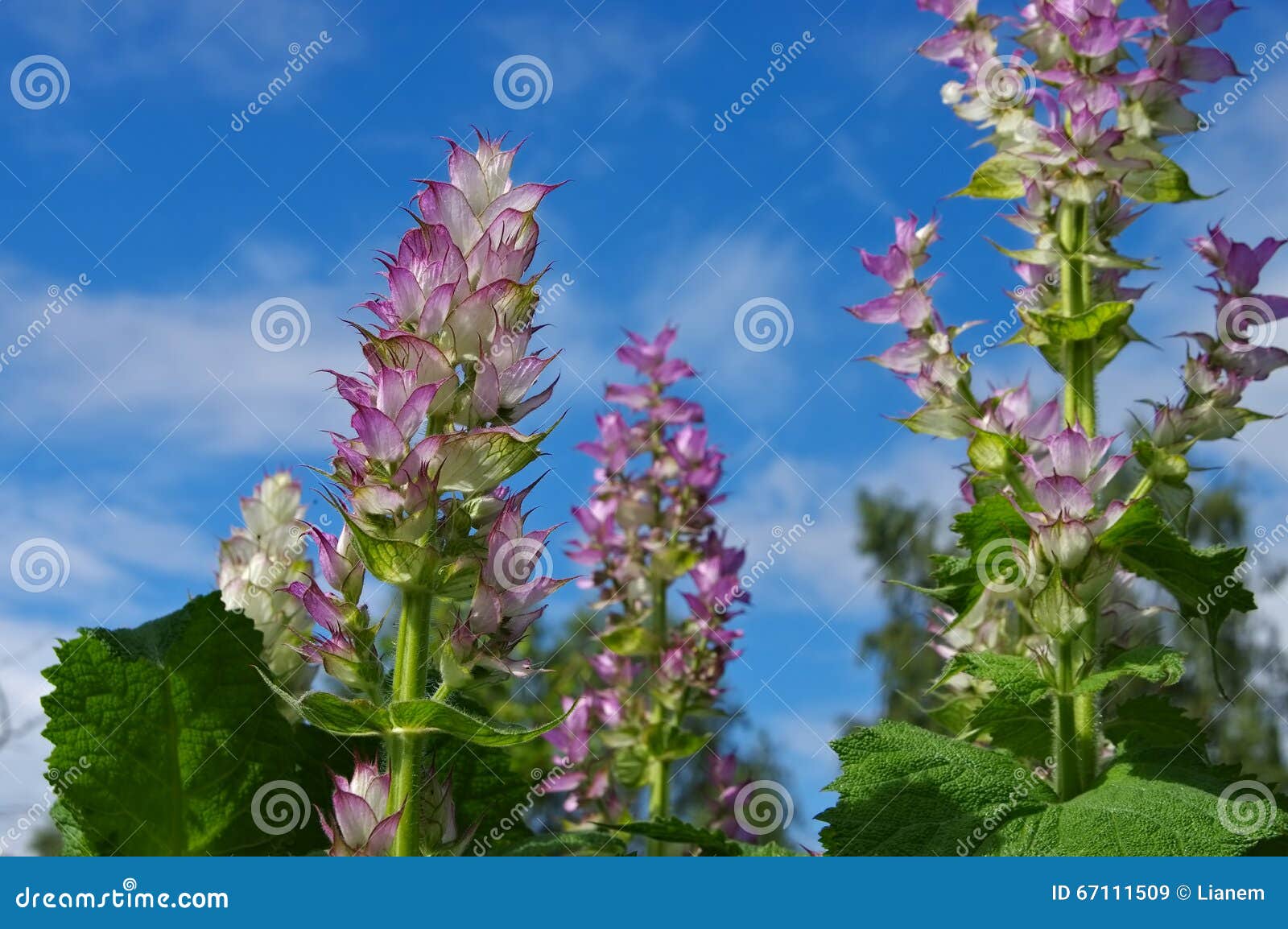 Clary sage plant in garden stock image. Image of garden - 67111509