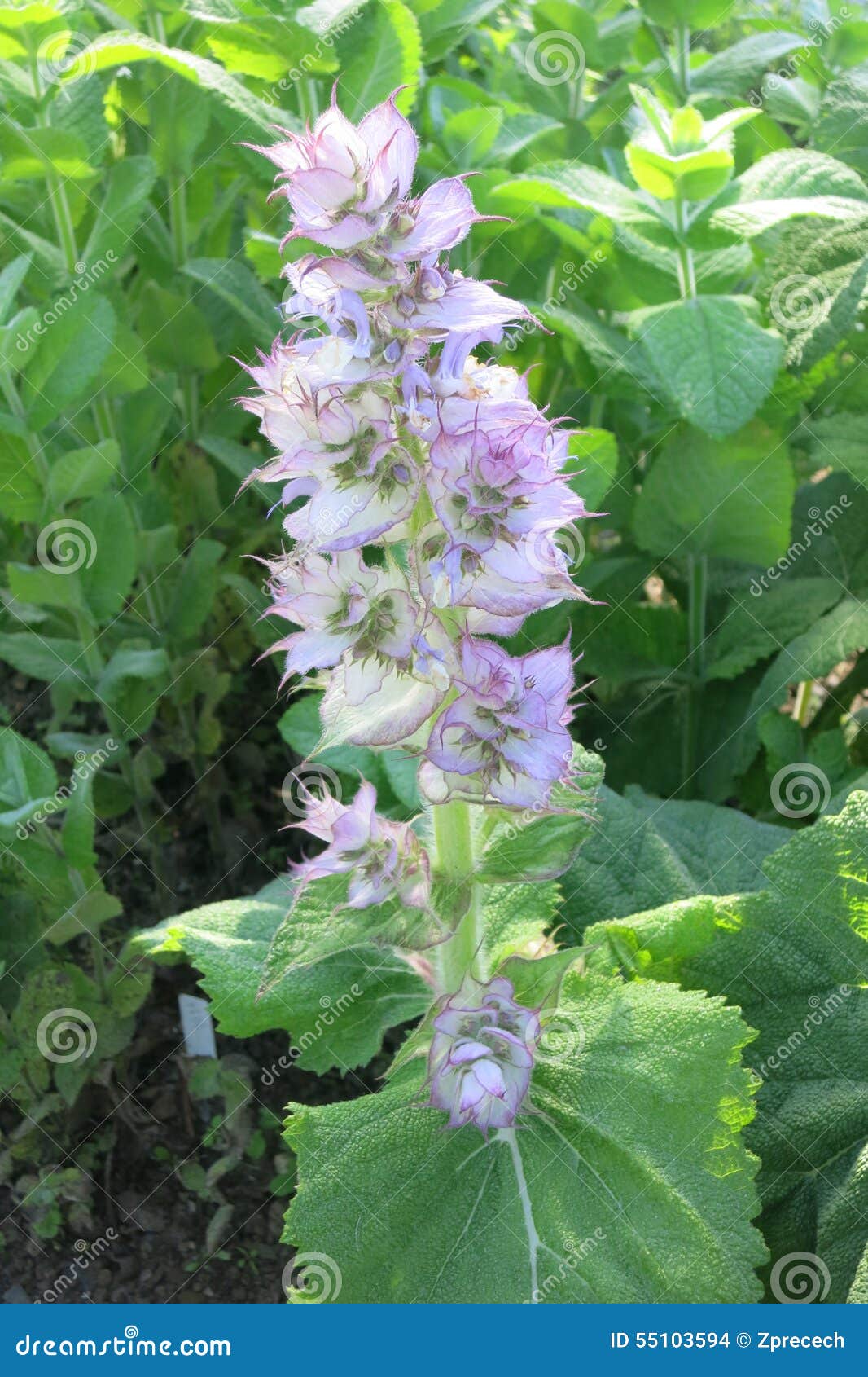 Clary Sage (Salvia Sclarea) Stock Photo - Image of lamiaceae, pink ...