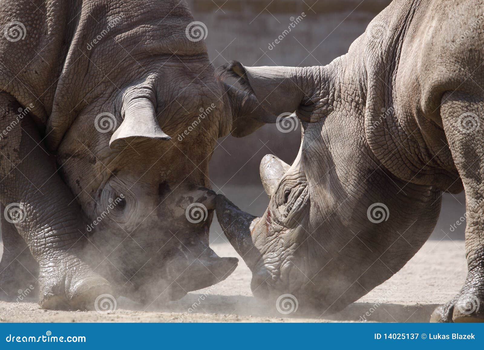 Clash of Black Rhinoceroses Stock Image - Image of bicornis, clash ...