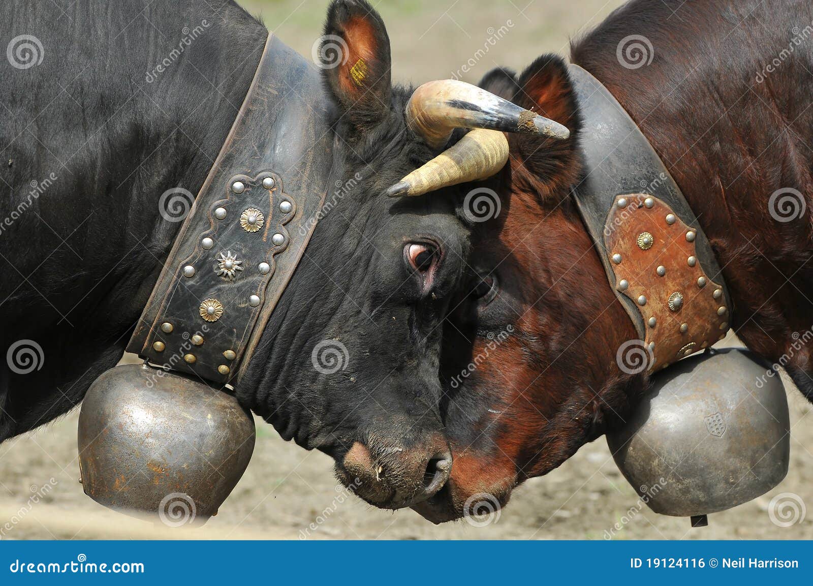 Clash of Heads stock photo. Image of head, farming, clash - 19124116