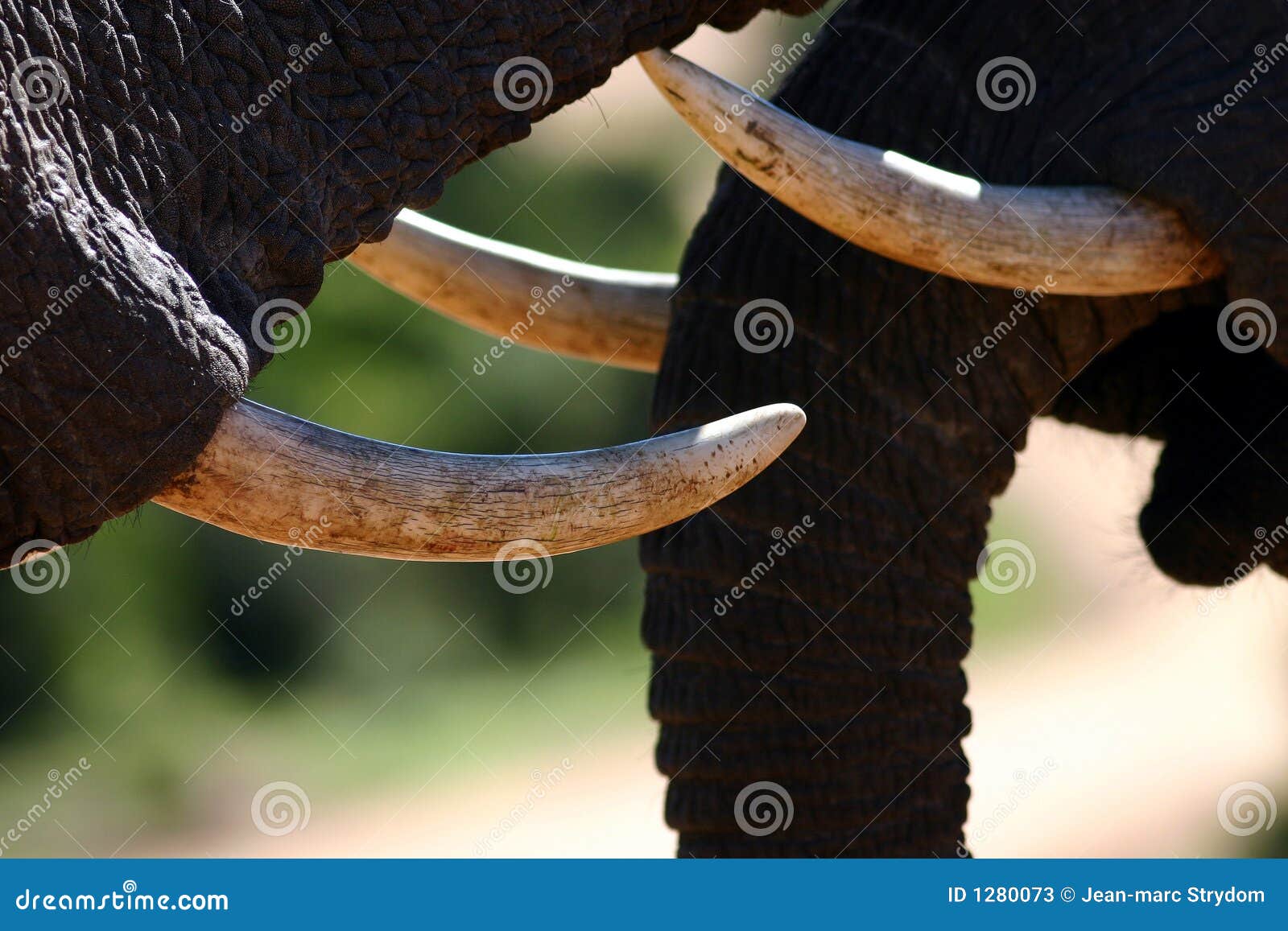 Clash of Tusks stock image. Image of animal, elephant - 1280073