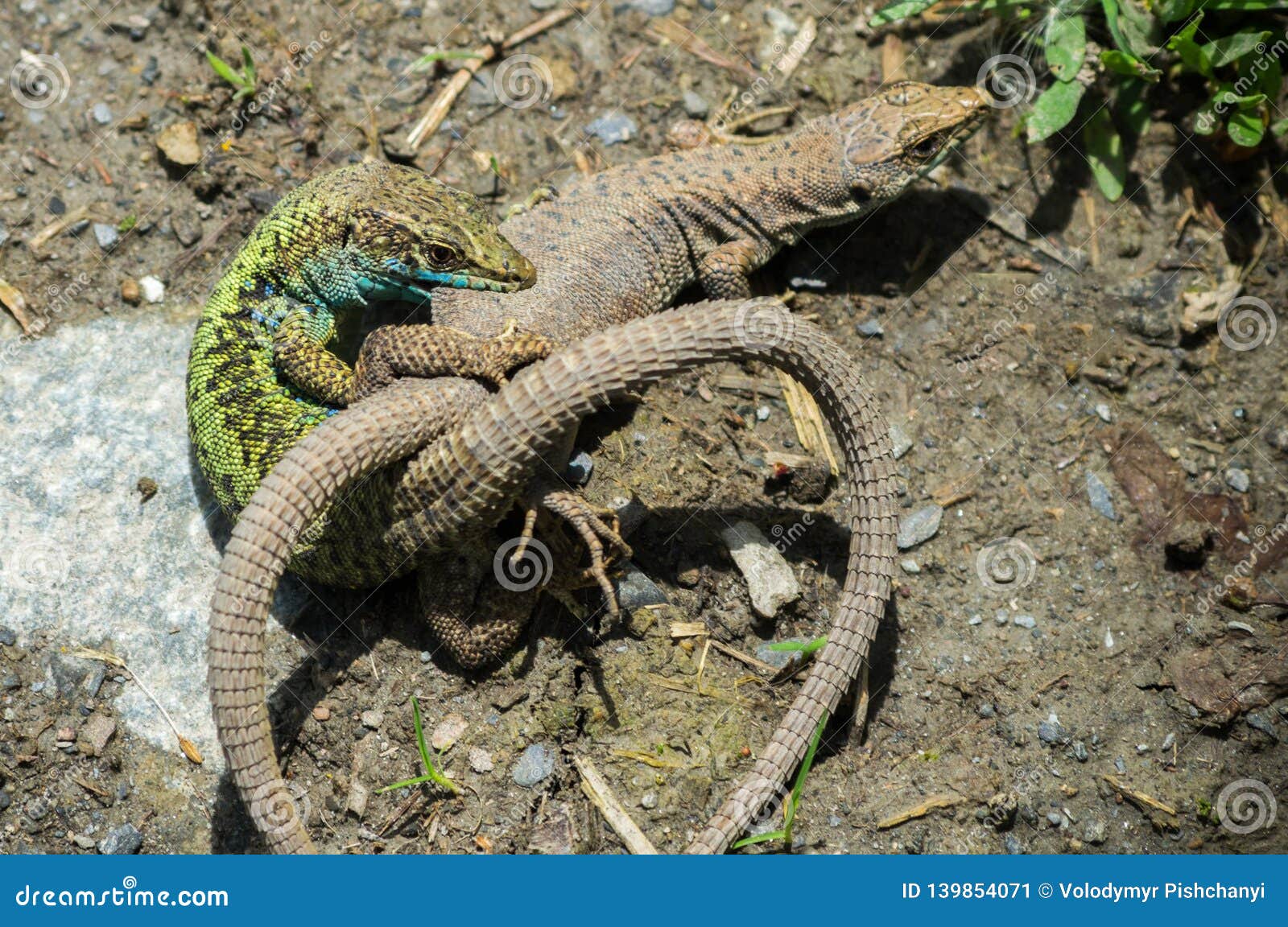 Clash Two Predators, the Struggle for Survival between the Lizards ...