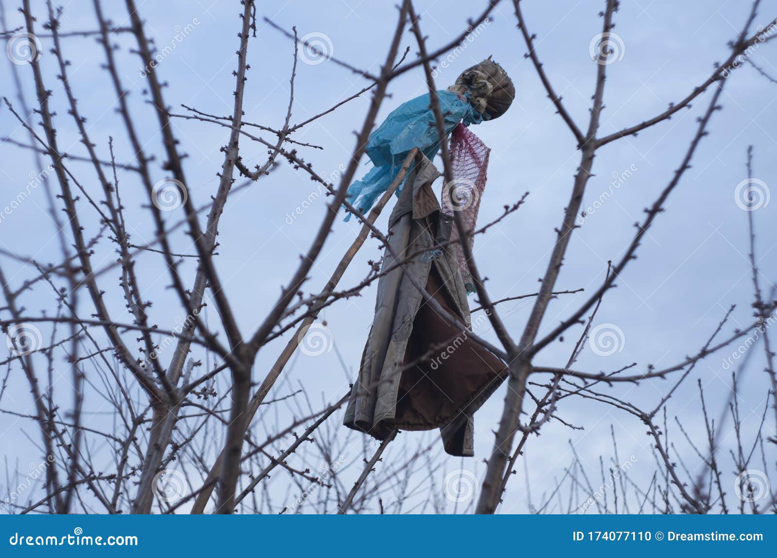 Clasic scarecrow in a tree stock photo. Image of asia - 174077110