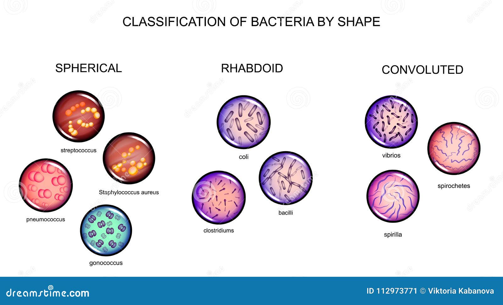 Clasificación De Bacterias Por La Forma Ilustración del Vector ...