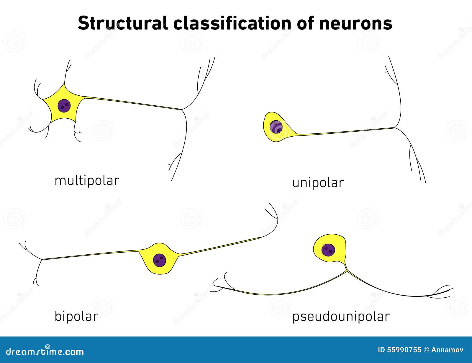 Clasificación Estructural De Neuronas Ilustración del Vector ...