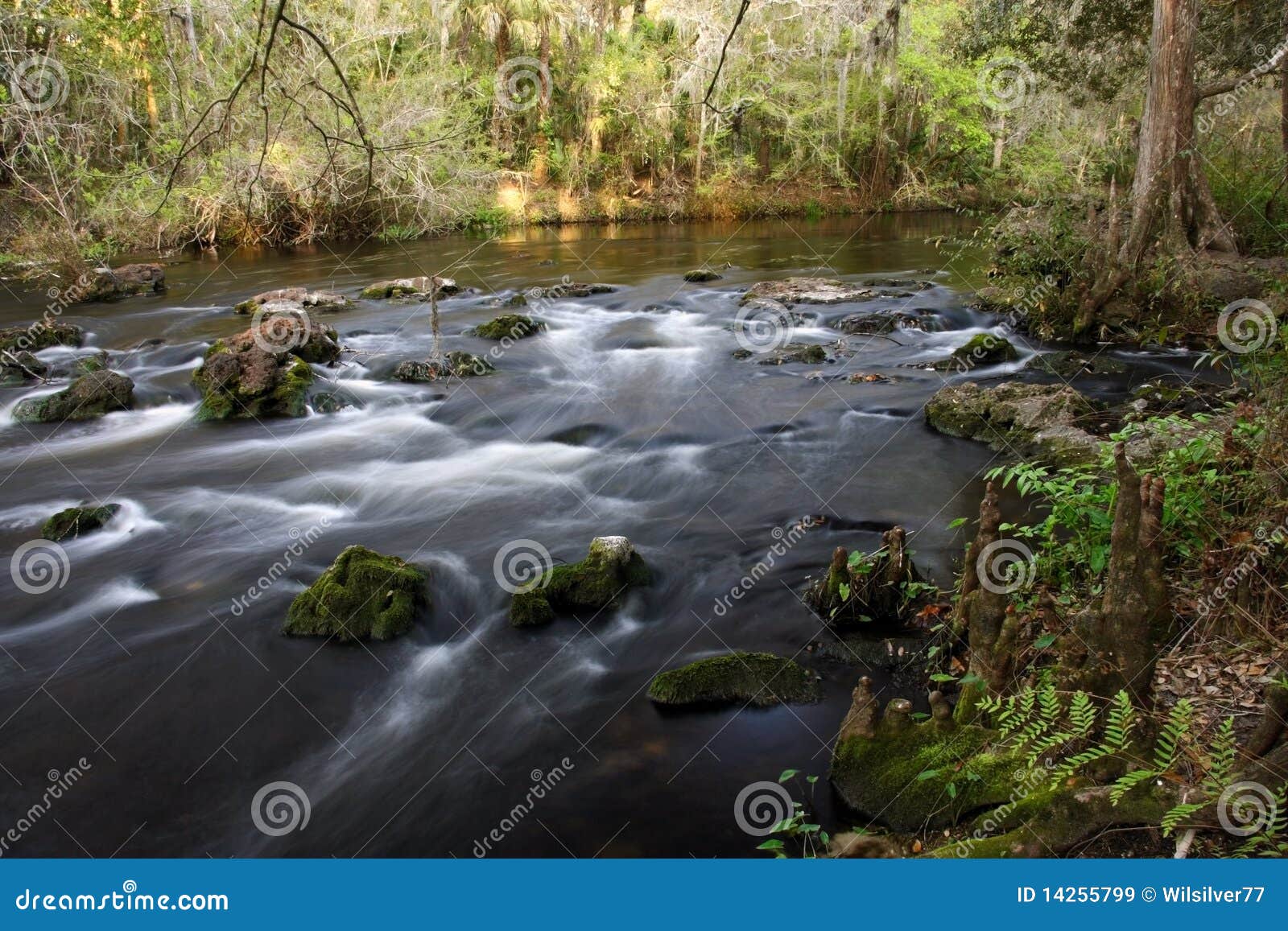 Class II Rapids on the Hillsborough River Stock Image - Image of ...