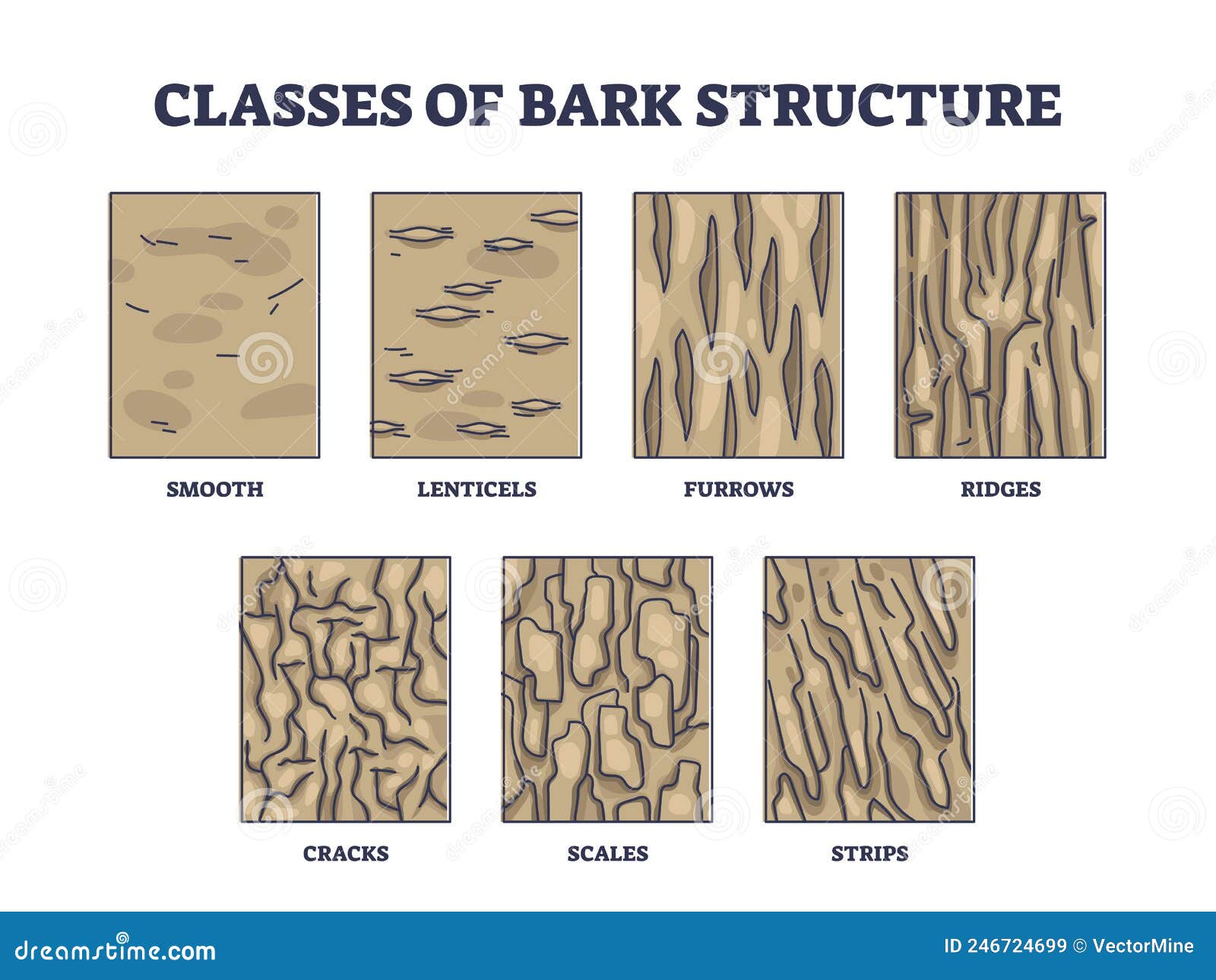 Classes Of Bark Structure With Biological Visual Division Outline ...
