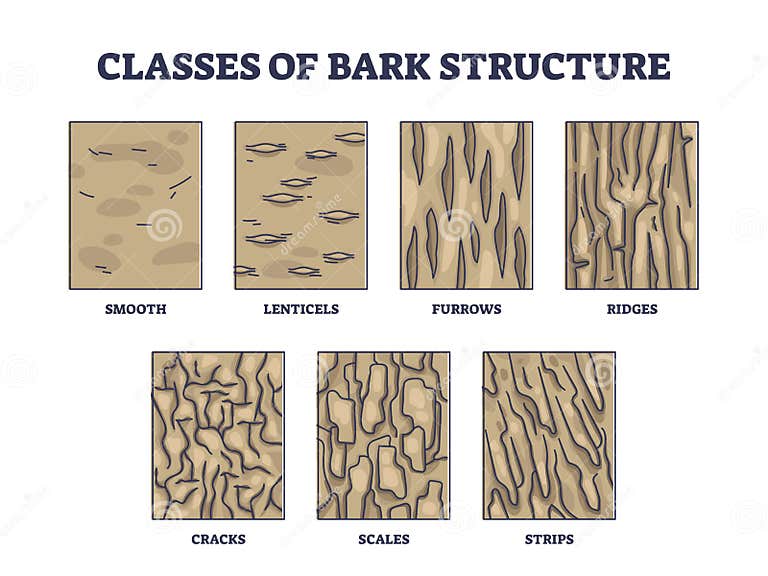 Classes of Bark Structure with Biological Visual Division Outline ...