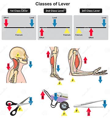 Classes of Lever Infographic Diagram for Physics Science Education ...