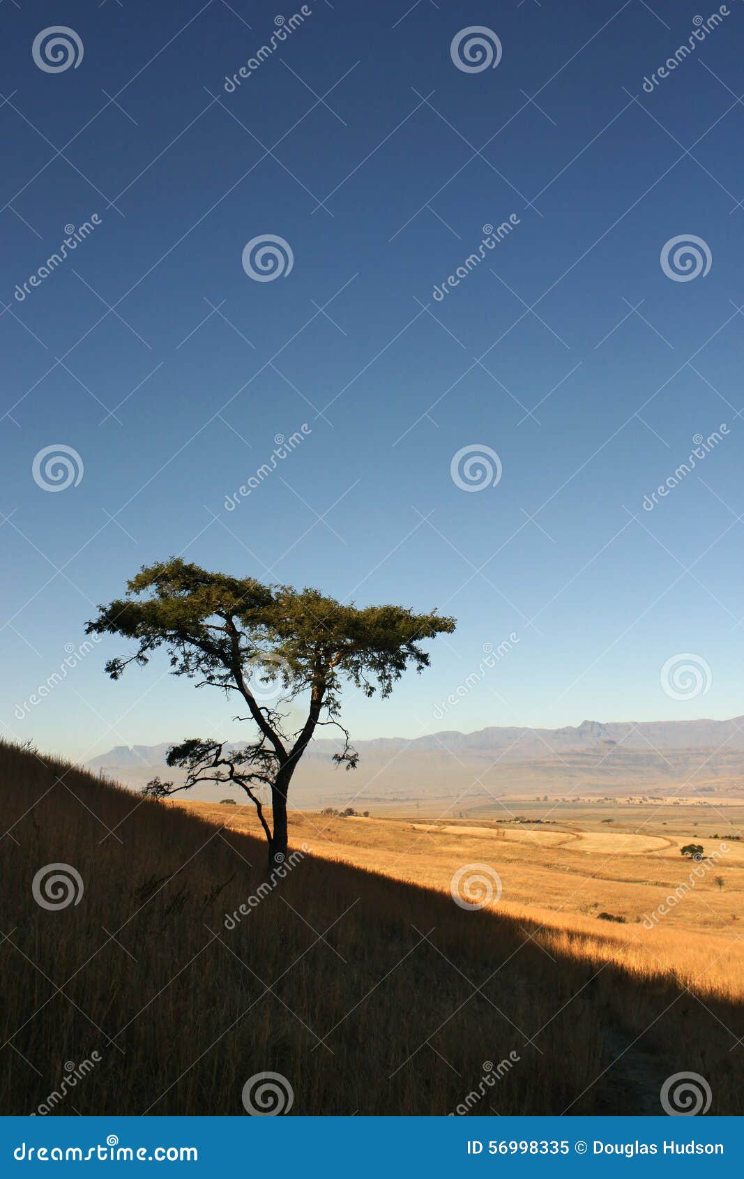 Classic African Acacia on Hillside with Fields and Mountain Range in ...