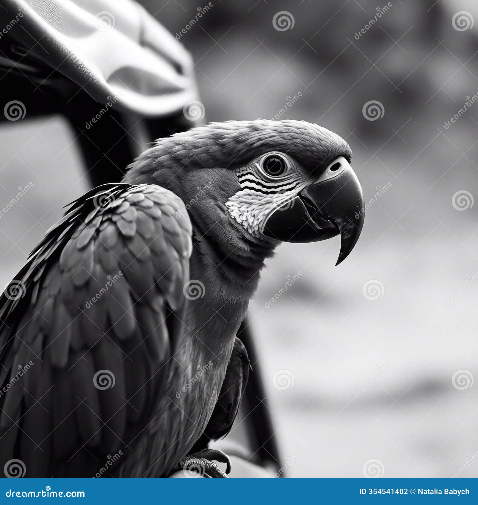 A Classic Black and White Image of a Trip with a Parrot Stock ...