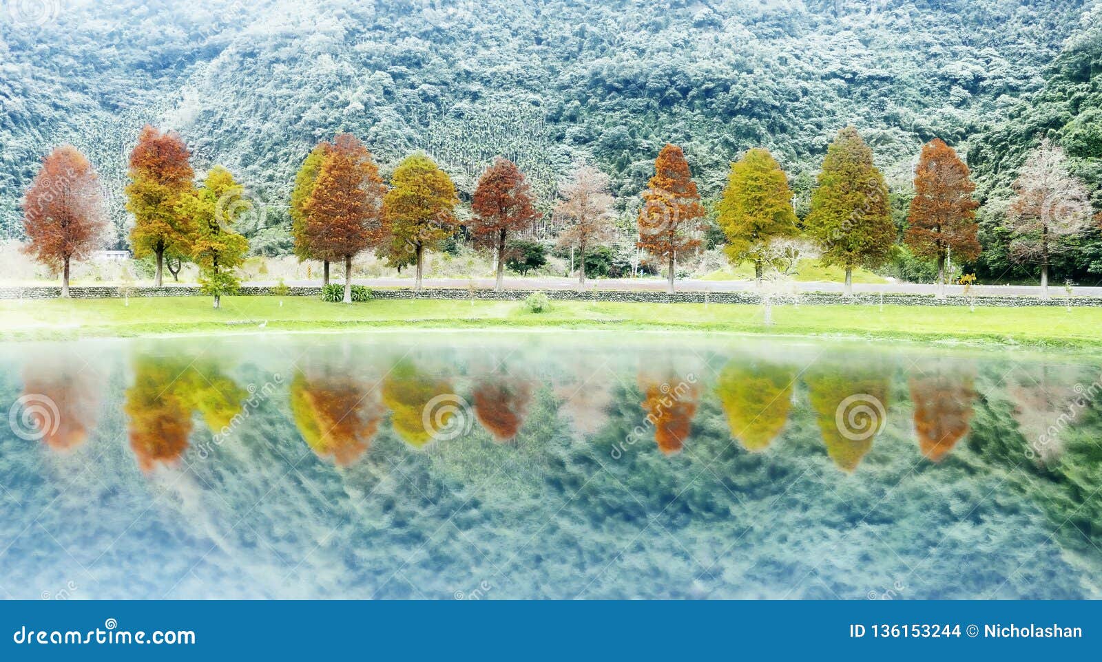 Classic Blad Cypress Scene Of The Taiwan Bald Cypress Trees Reflection ...