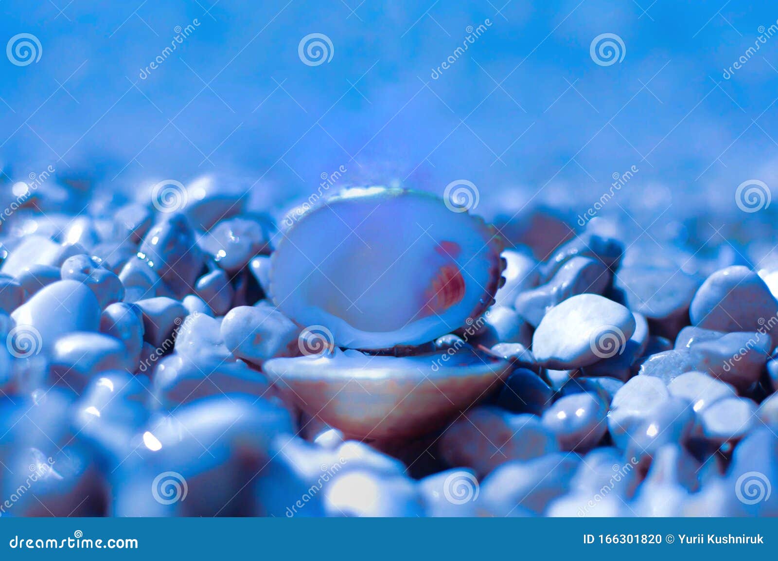 Classic Blue Color of Seashell on the Beach Pebbles Near the Sea Stock ...