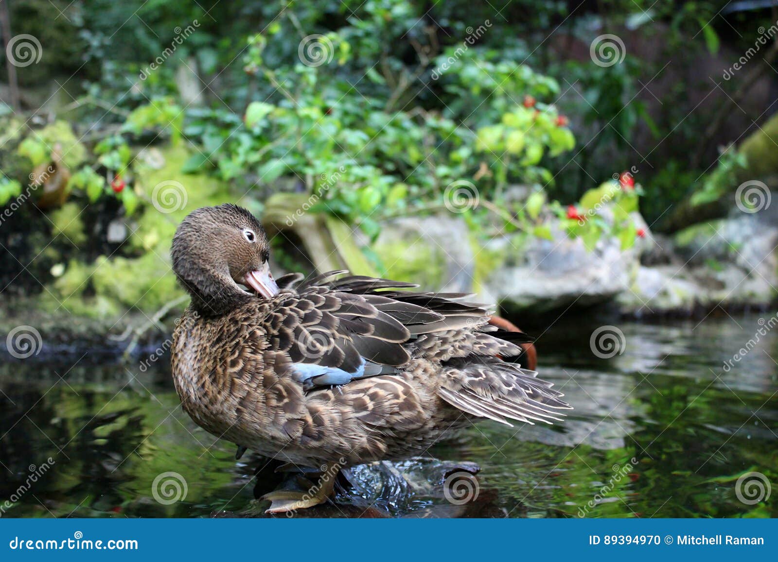 Classic Duck Cleaning Himself Stock Photo - Image of pond, reflection ...