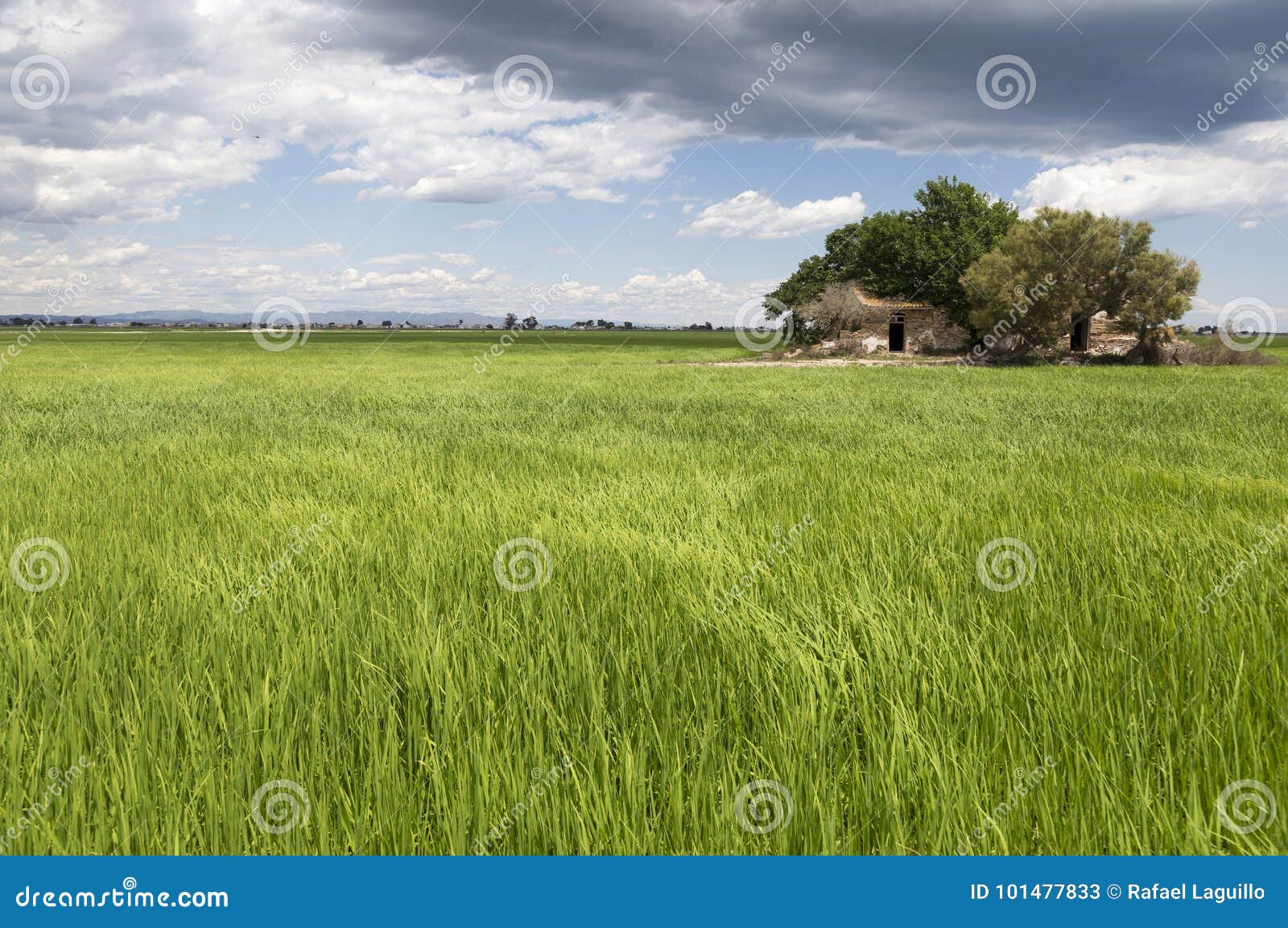 Classic Ebro Delta Landscape with Its Rice Fields Stock Image - Image ...