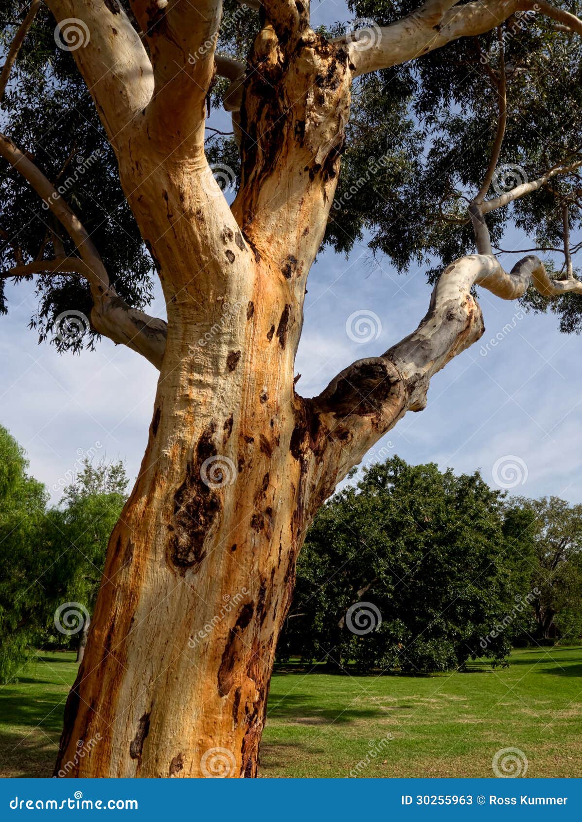 Gum Tree stock image. Image of peel, line, eucalypt, outdoor - 30255963
