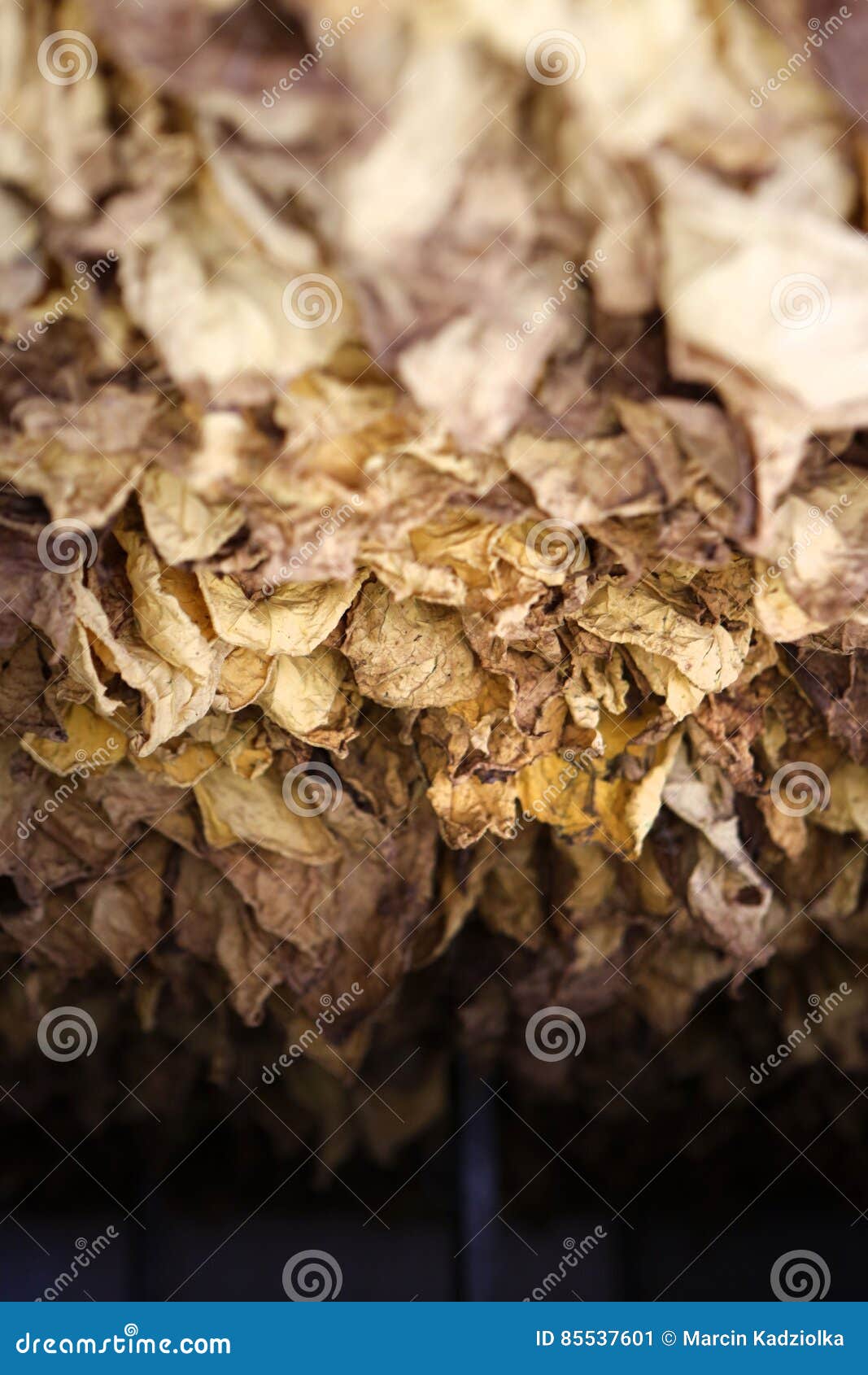 The Classic Method of Drying Tobacco in the Kiln Stock Image - Image of ...